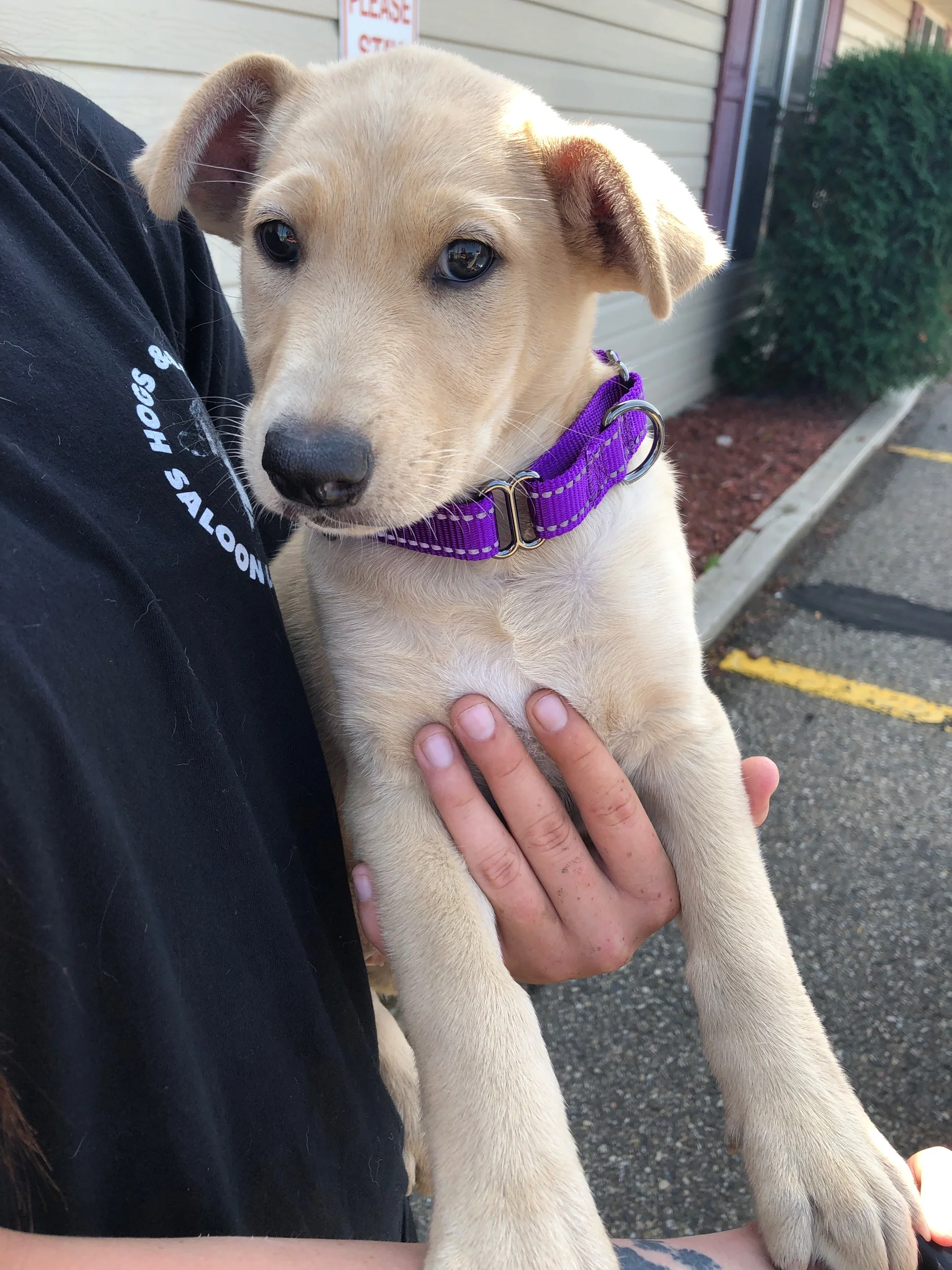 Italian Greyhound Yellow Lab Mix