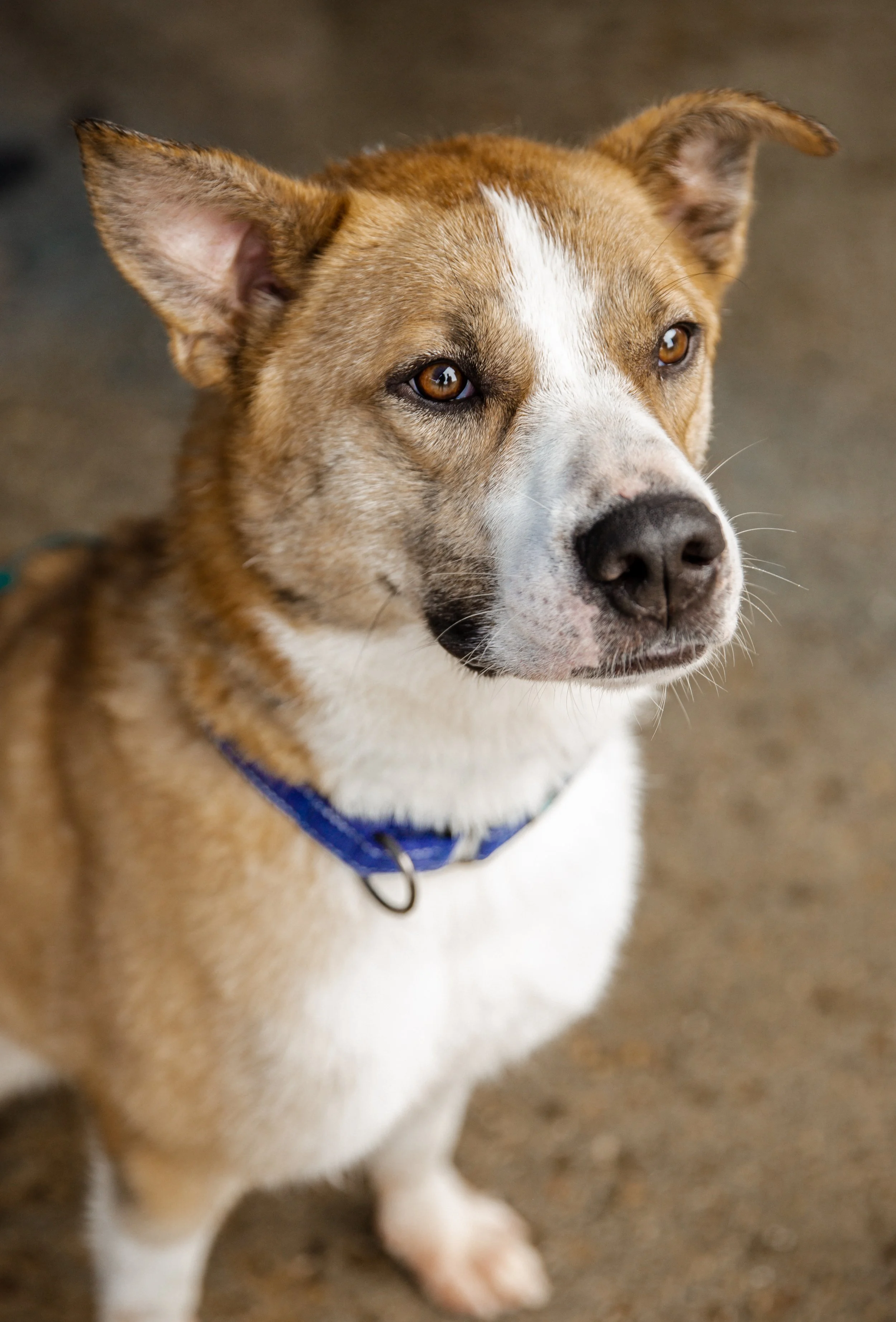 Adoptable Dogs — Miles of Love Dog Rescue