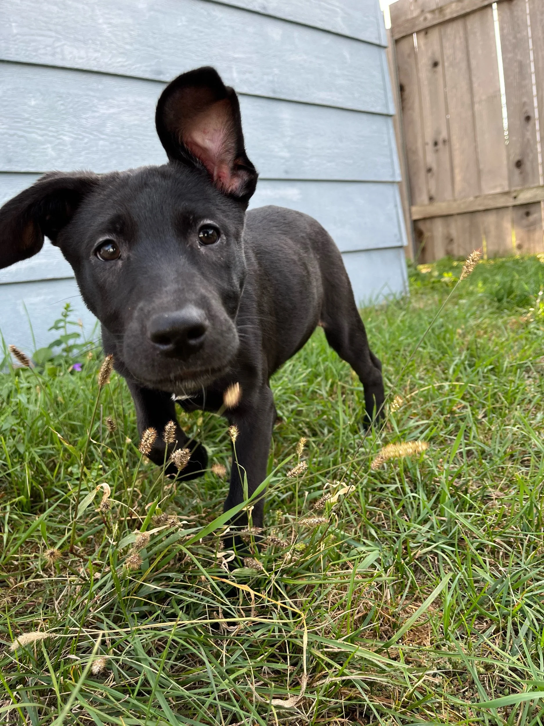 Adoptable Dogs — Miles of Love Dog Rescue