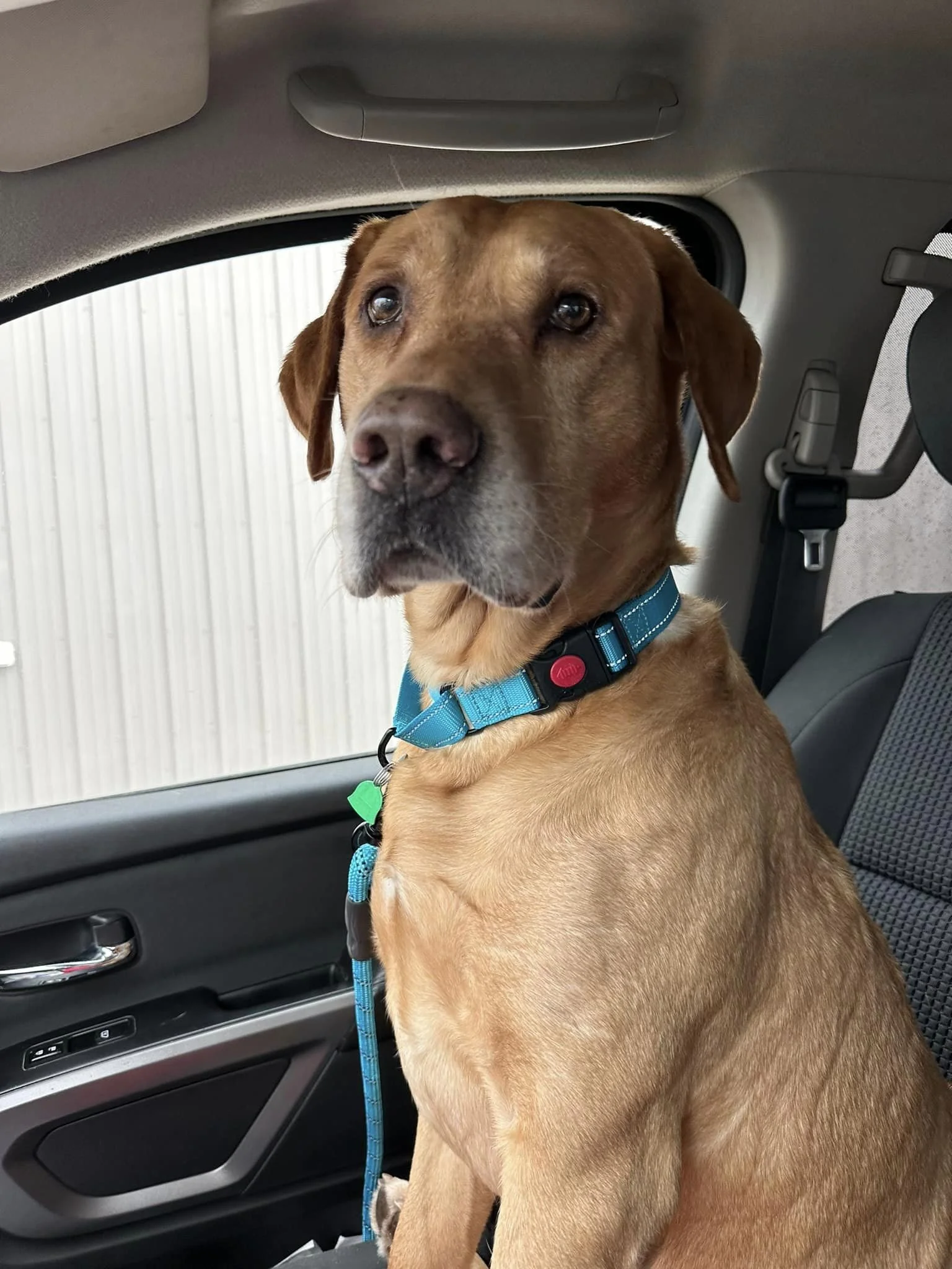 Adoptable Dogs — Miles of Love Dog Rescue