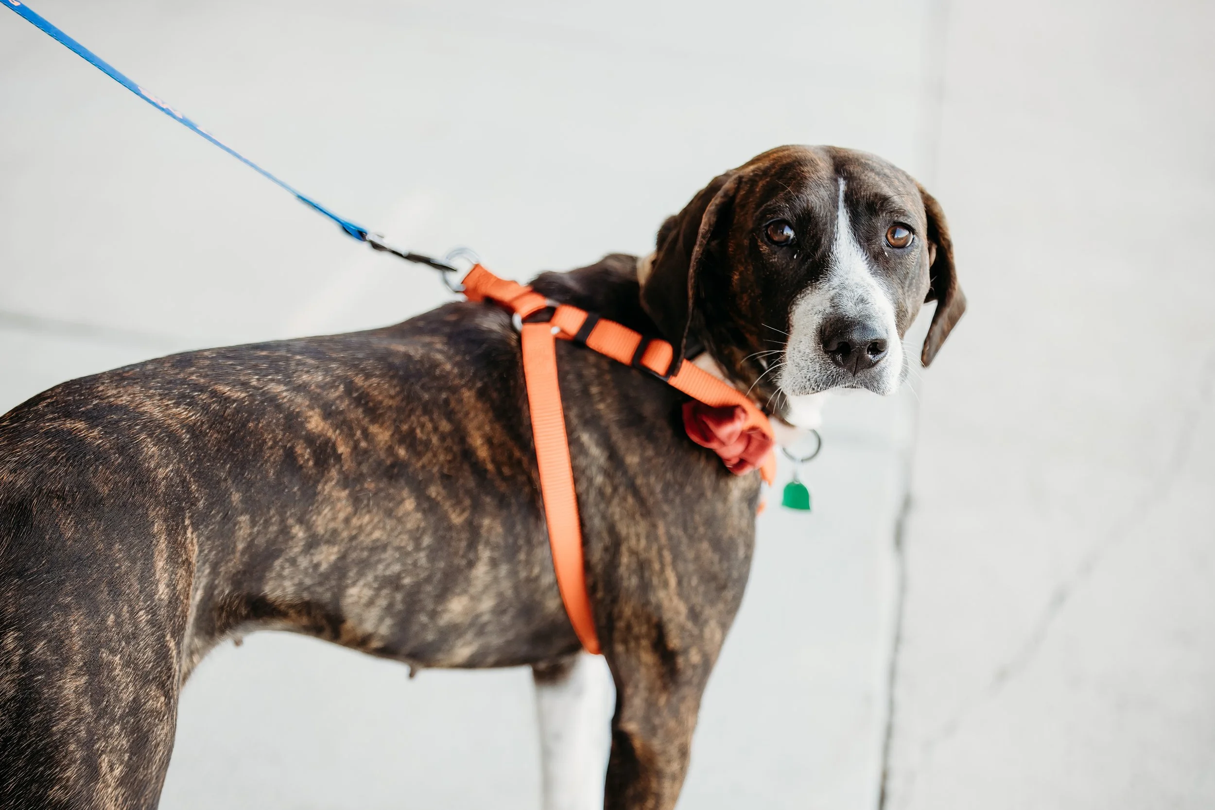 Adoptable Dogs — Miles of Love Dog Rescue