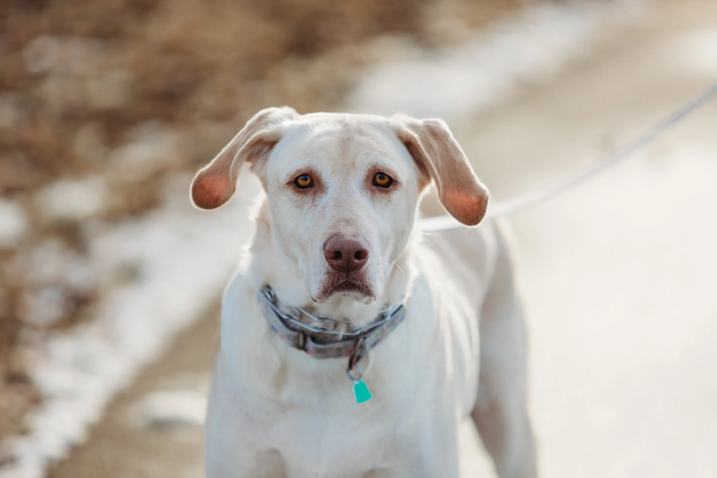 Adoptable Dogs — Miles of Love Dog Rescue