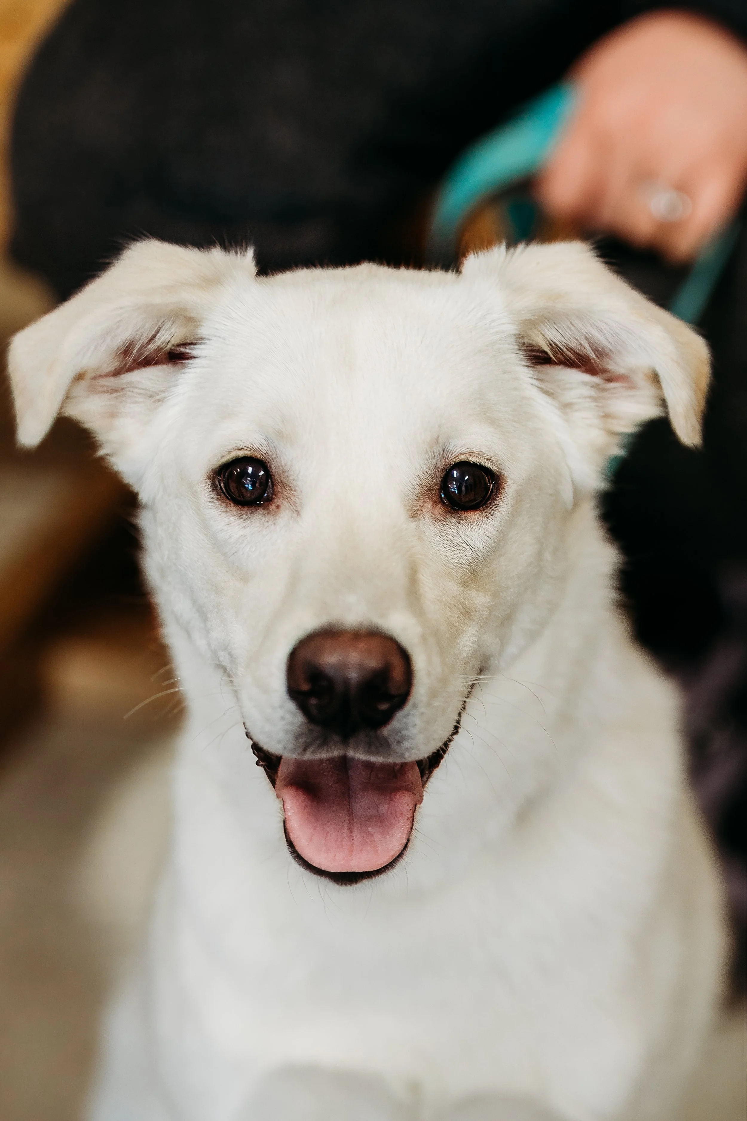 Adoptable Dogs — Miles of Love Dog Rescue