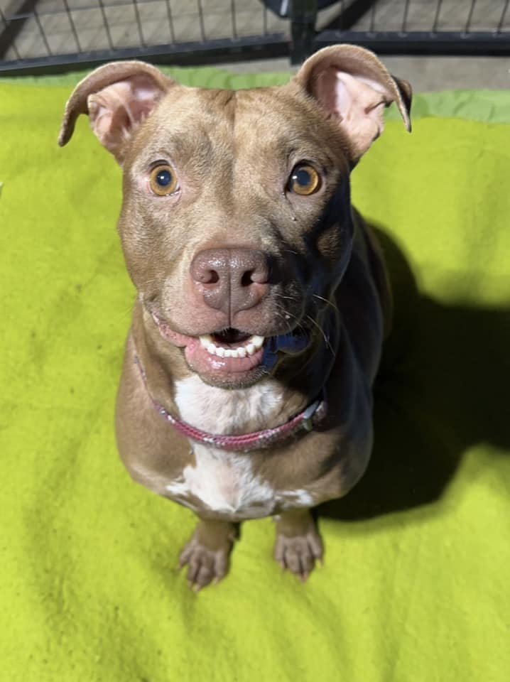 Adoptable Dogs — Miles of Love Dog Rescue