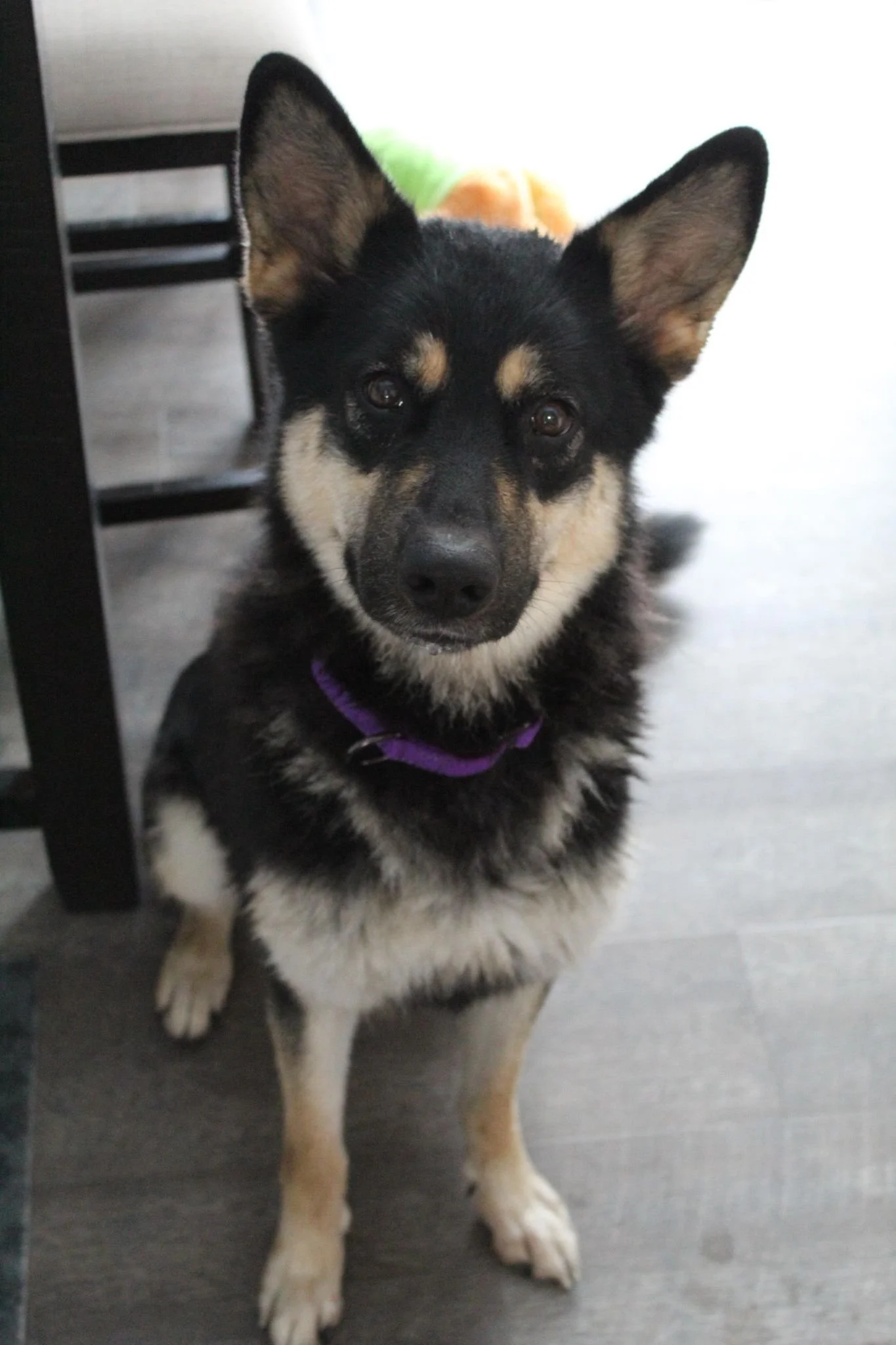 Adoptable Dogs — Miles of Love Dog Rescue