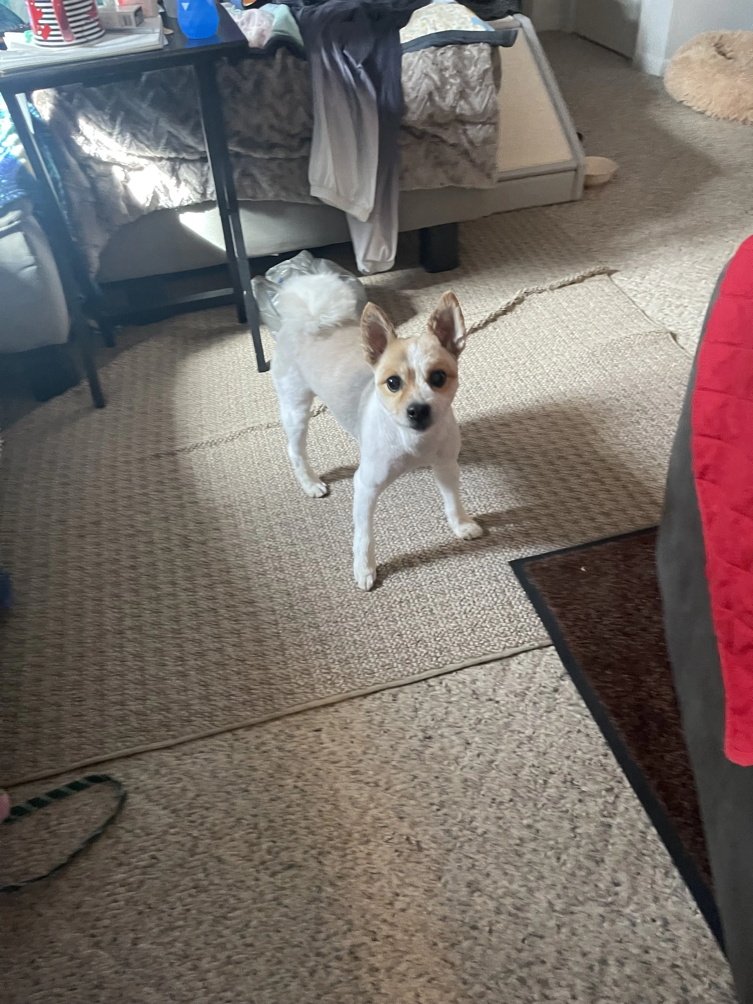 Adoptable Dogs — Miles of Love Dog Rescue