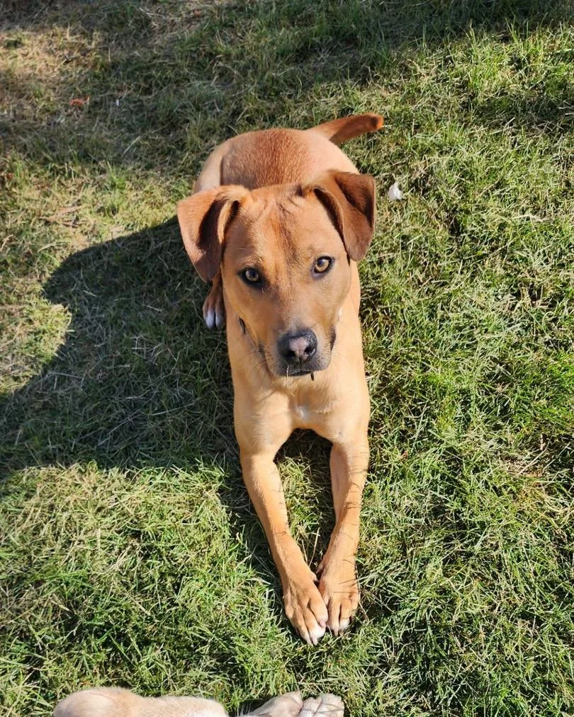 Adoptable Dogs — Miles of Love Dog Rescue