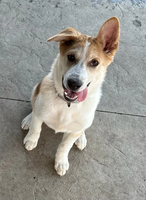 Adoptable Dogs — Miles of Love Dog Rescue