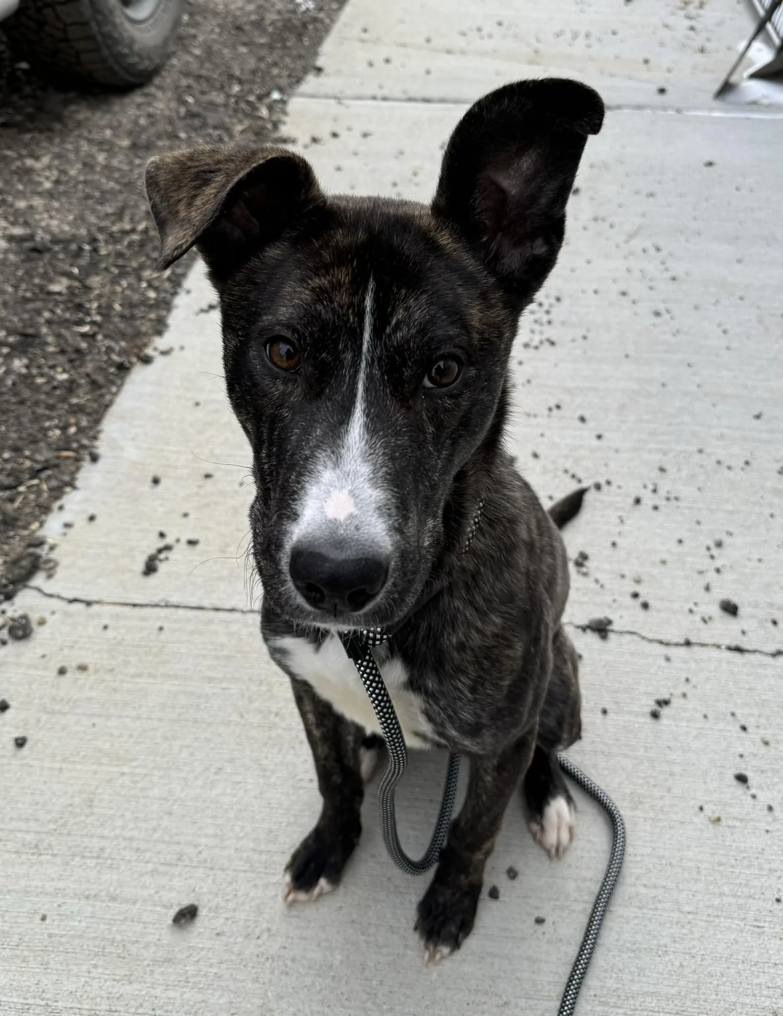 Adoptable Dogs — Miles of Love Dog Rescue