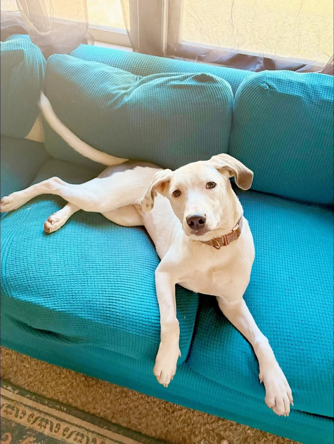 Adoptable Dogs — Miles of Love Dog Rescue