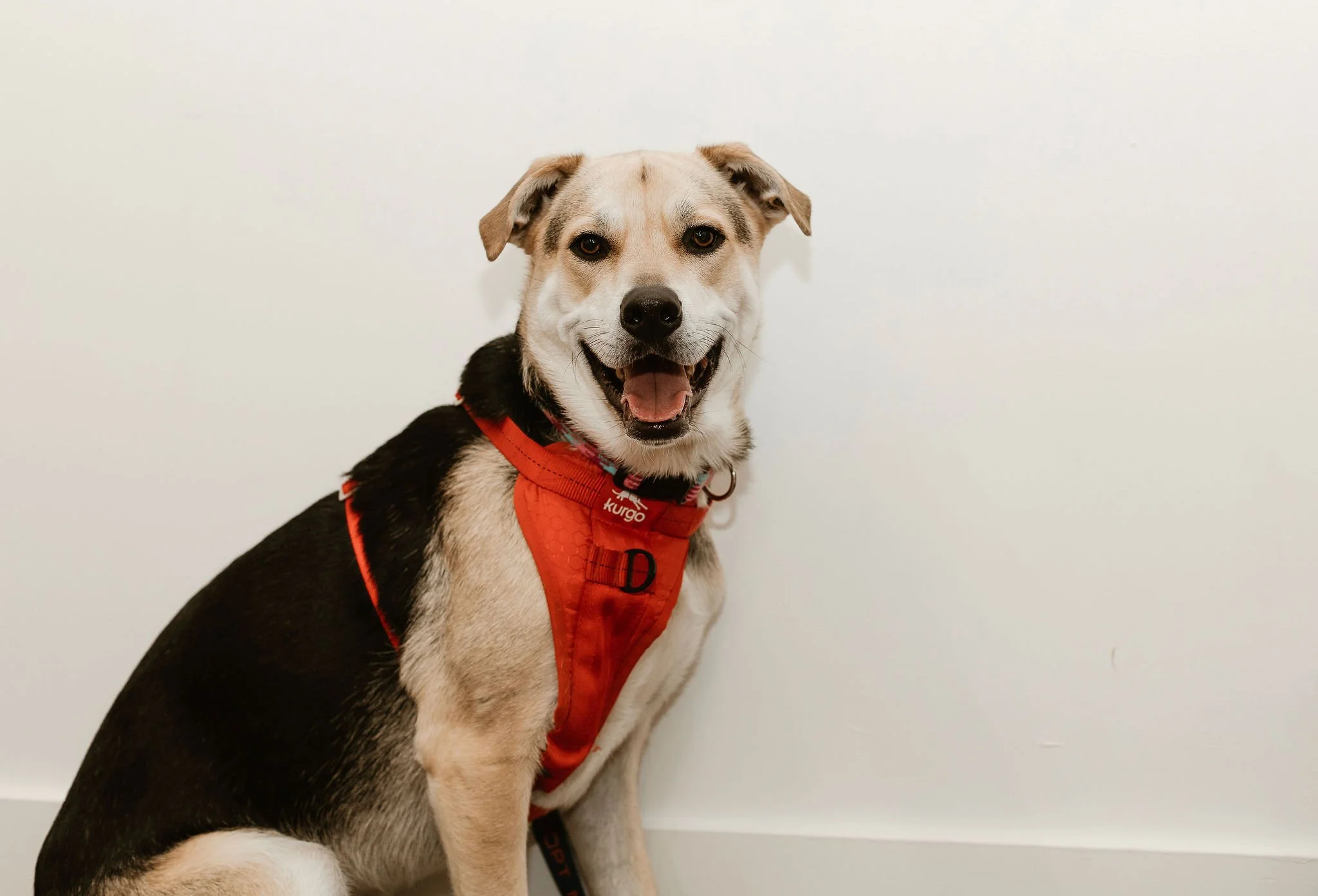 Adoptable Dogs — Miles of Love Dog Rescue