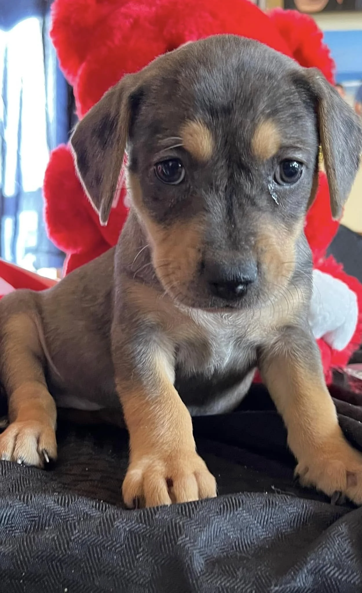 Adoptable Dogs — Miles of Love Dog Rescue