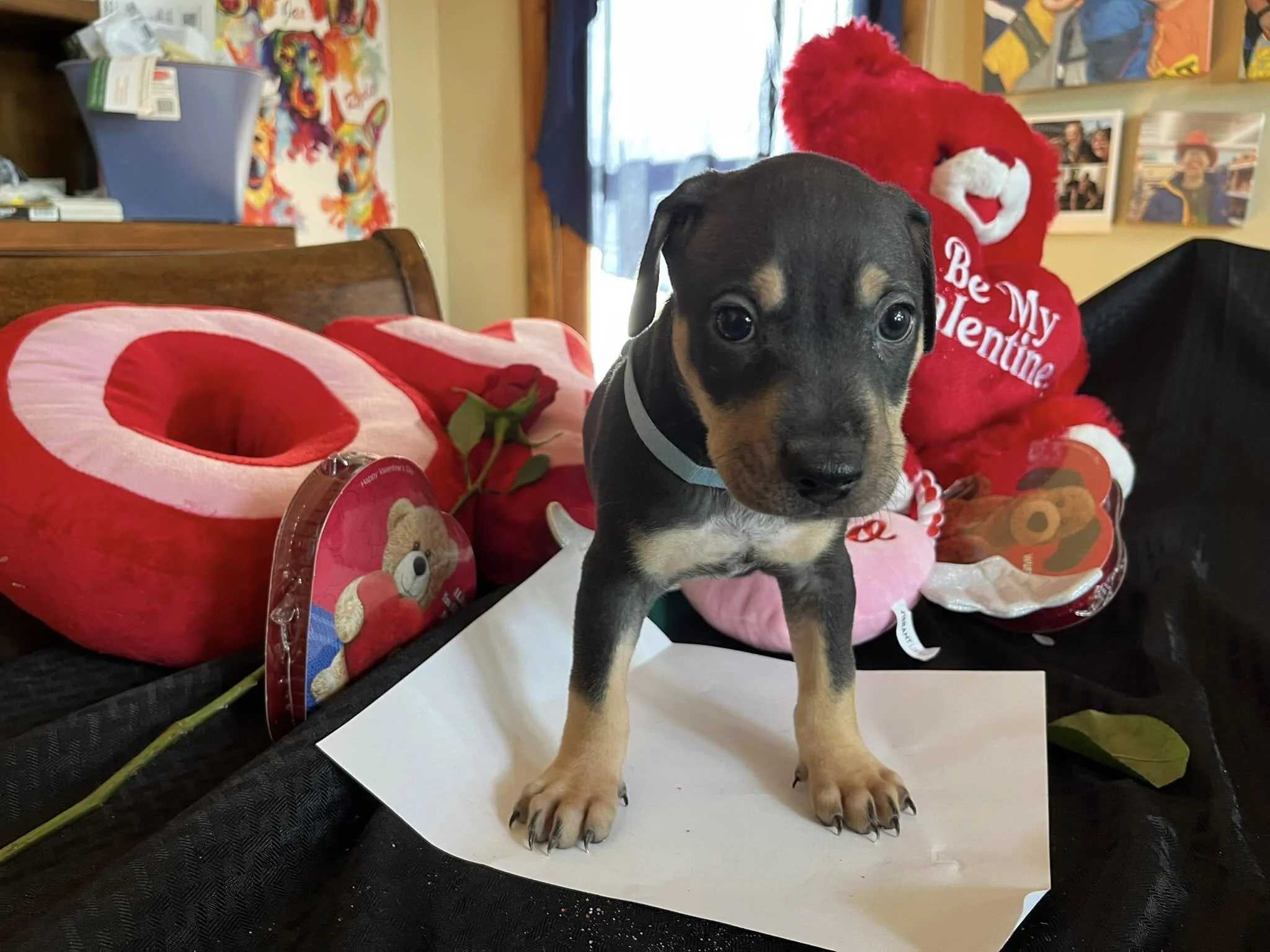 Adoptable Dogs — Miles of Love Dog Rescue