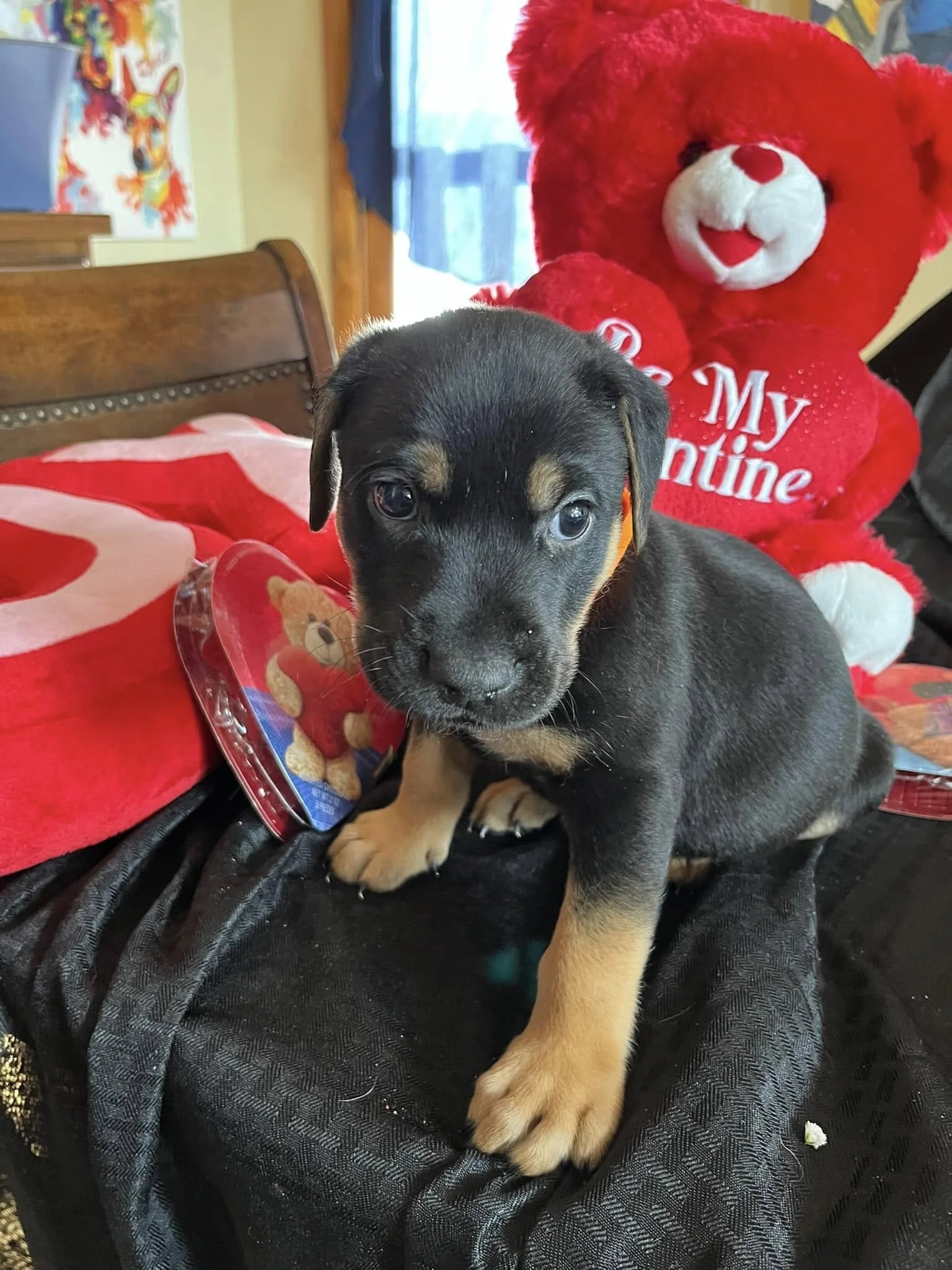 Adoptable Dogs — Miles of Love Dog Rescue