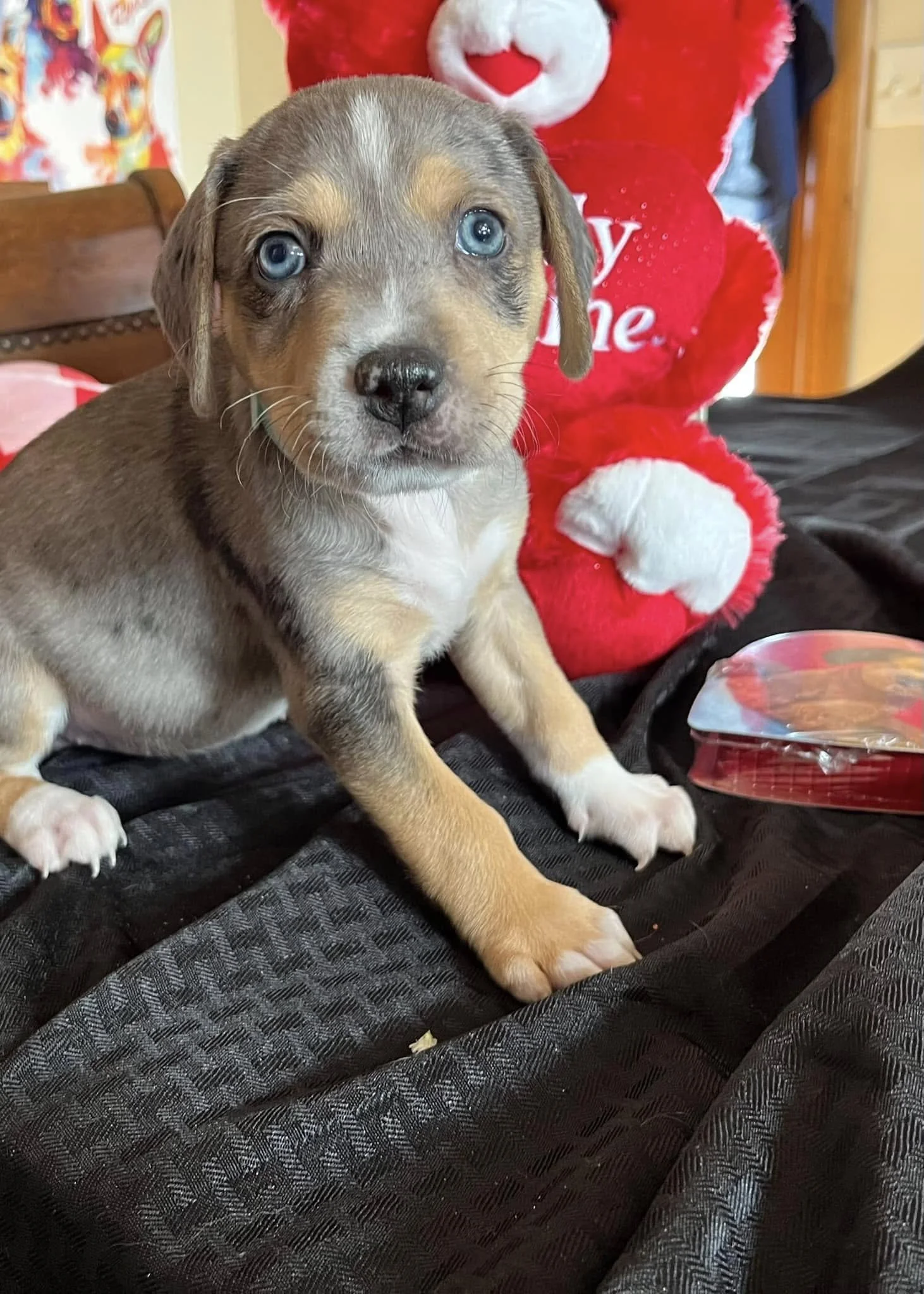 Adoptable Dogs — Miles of Love Dog Rescue