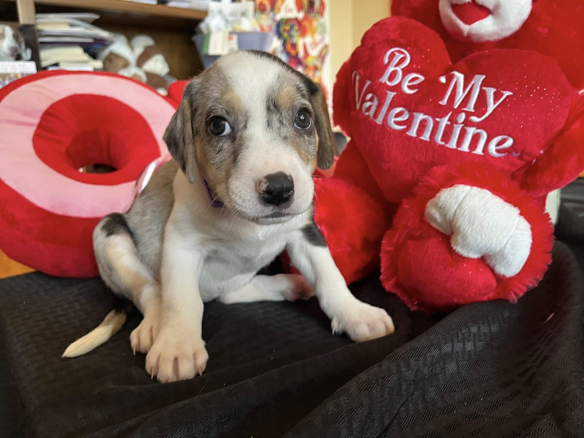 Adoptable Dogs — Miles of Love Dog Rescue