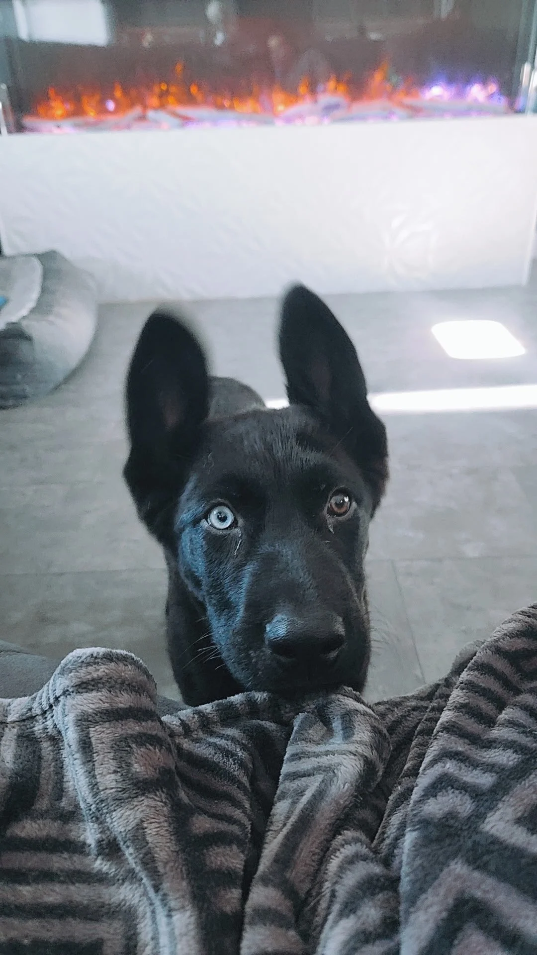 Adoptable Dogs — Miles of Love Dog Rescue