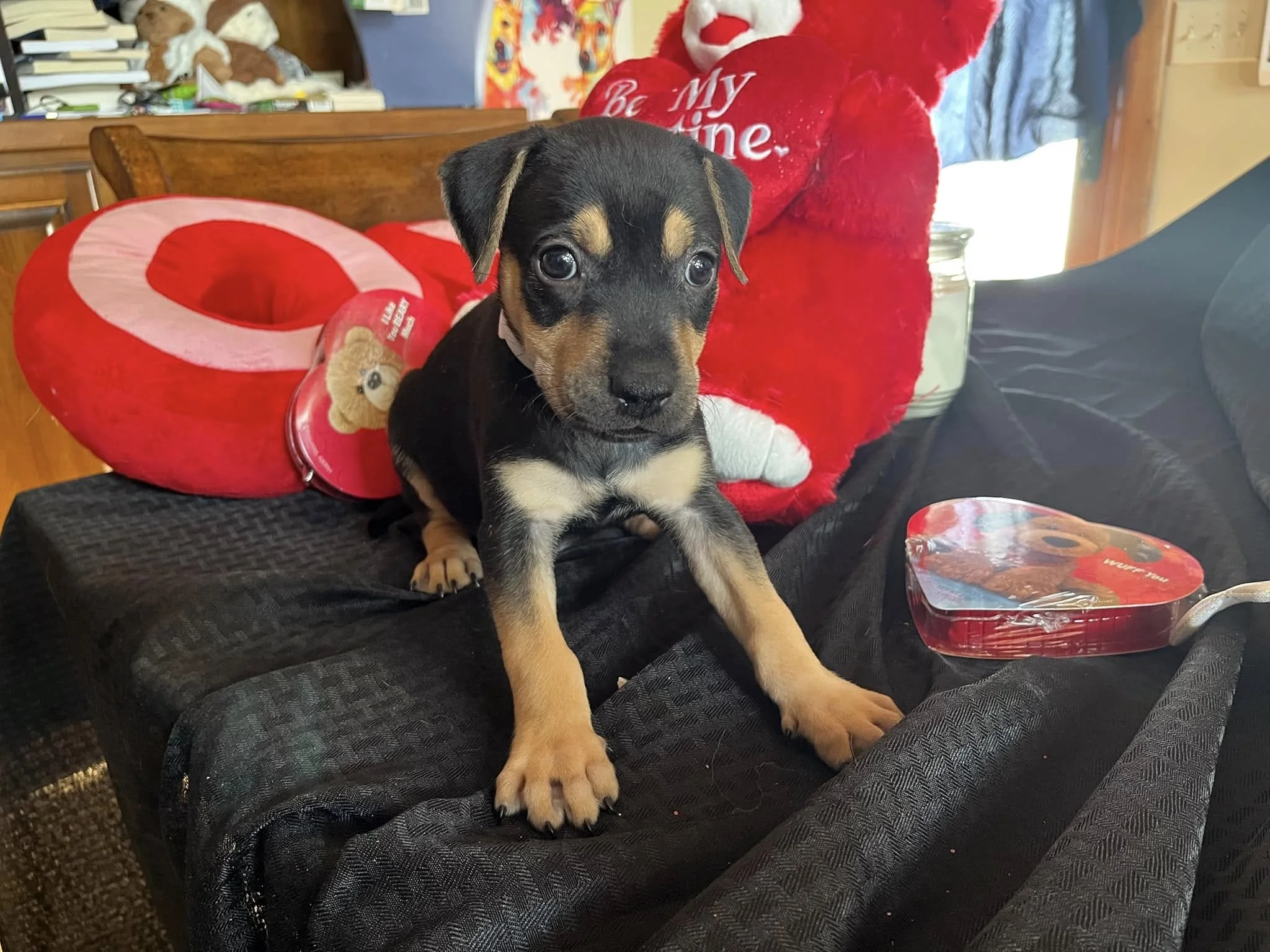 Adoptable Dogs — Miles of Love Dog Rescue