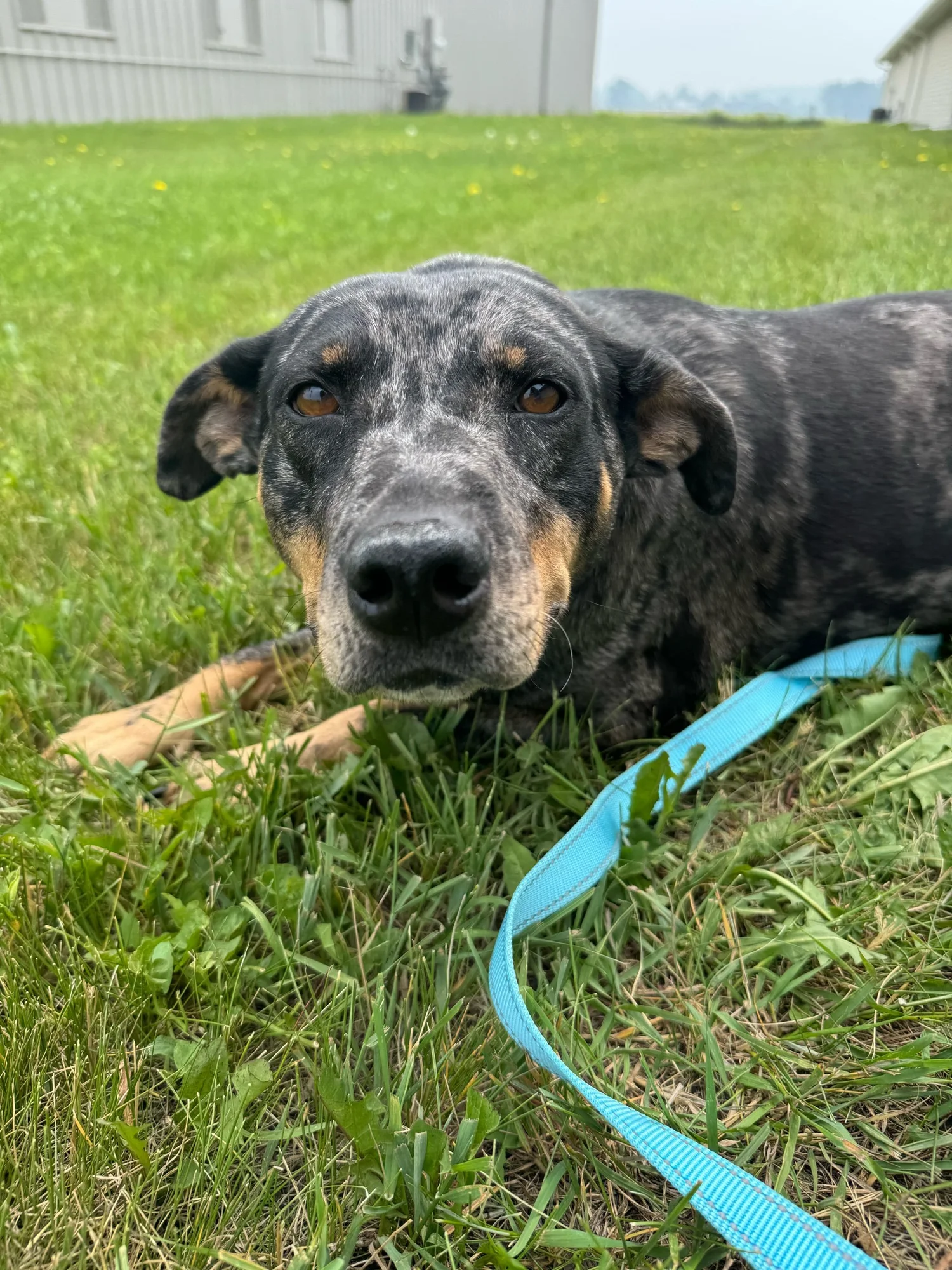 Gem — Miles of Love Dog Rescue