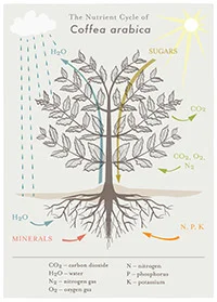 A Botanists' Guide to Specialty Coffee — Specialty Coffee Association