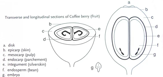 A Botanists' Guide to Specialty Coffee — Specialty Coffee Association