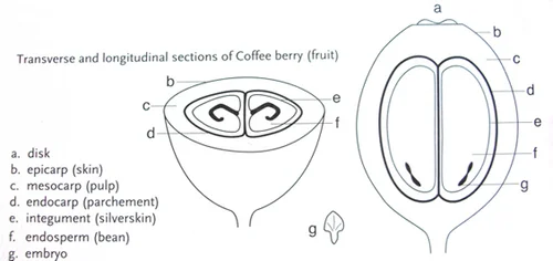 A Botanists' Guide to Specialty Coffee — Specialty Coffee Association