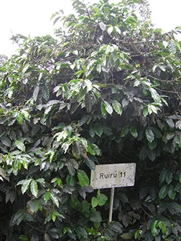 Coffee Plants of the World — Specialty Coffee Association