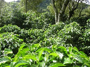 Coffee Plants of the World — Specialty Coffee Association
