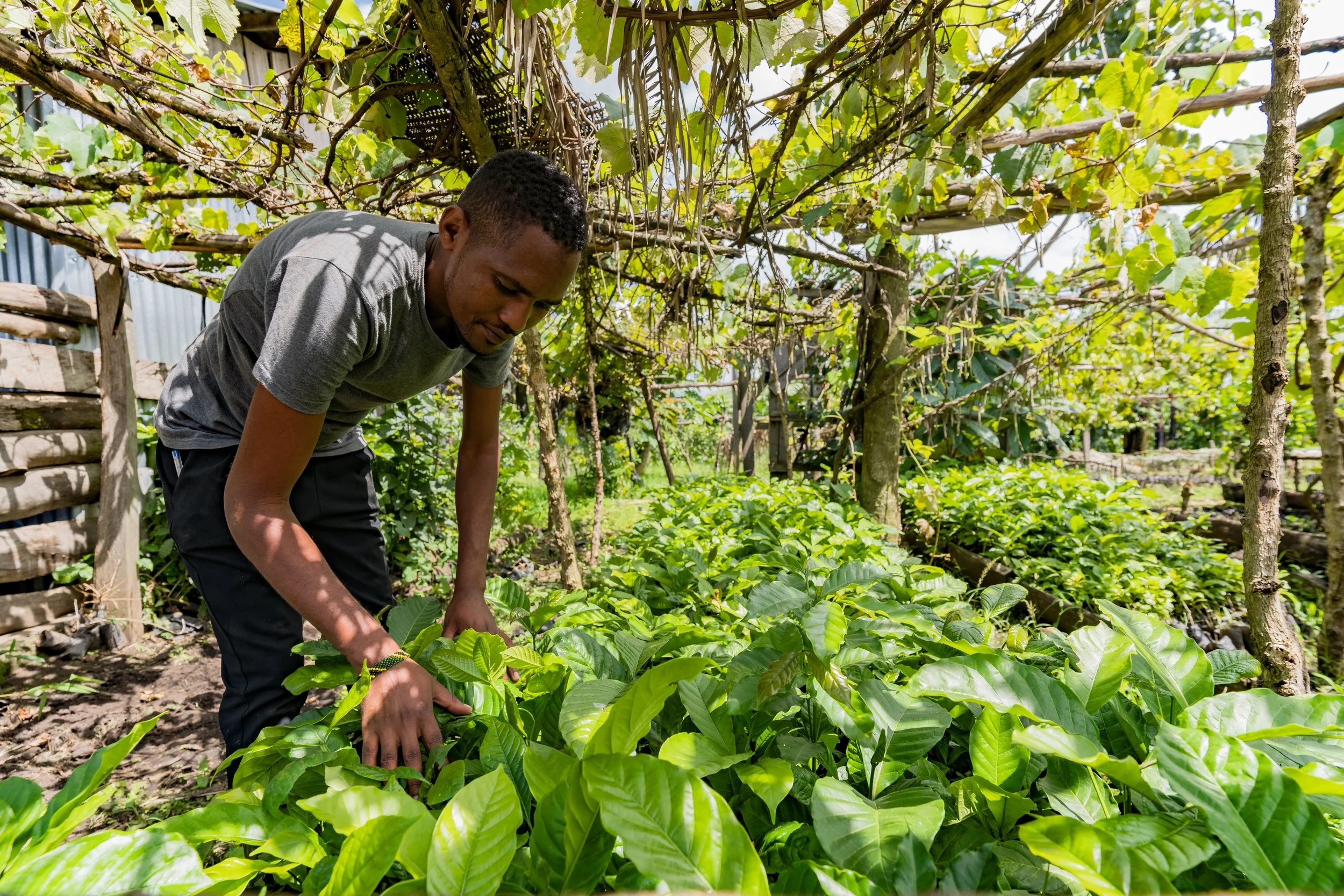 The Roots of Robusta: Cultivating Growth for a Species Once Overlooked ...