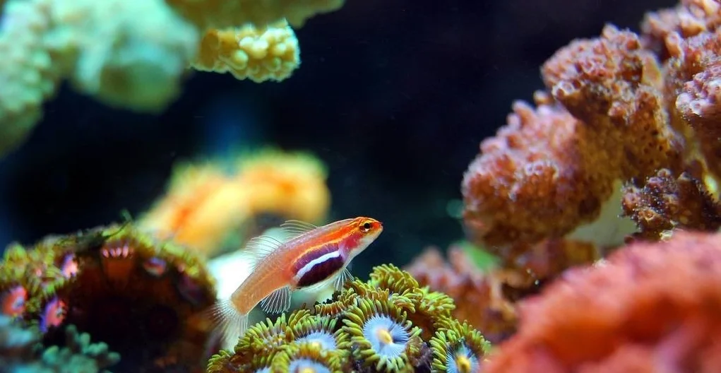 International global reef project maps now online — Remote Sensing ...