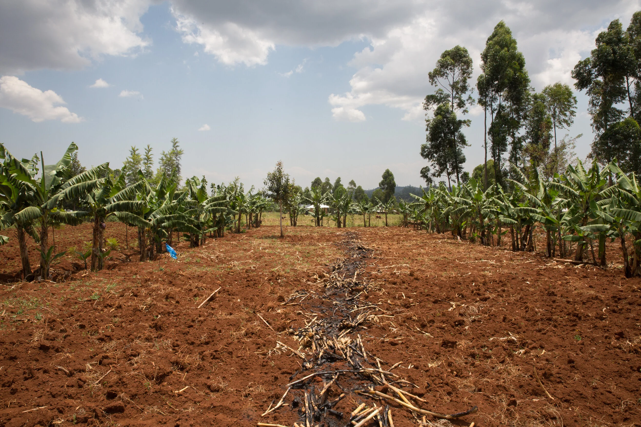 Farmers in West Kenya promote food security and bio-diversity through ...