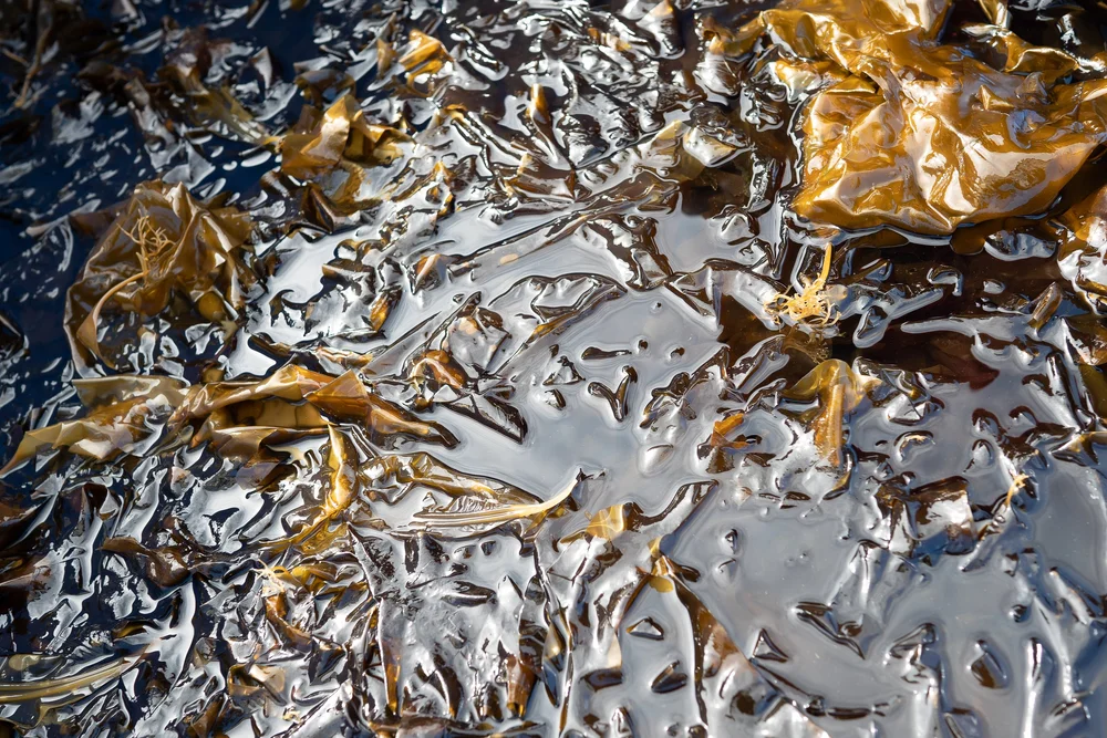 Healing Our Waters with Kelp: Indigenous Futurist Solutions for Mother ...