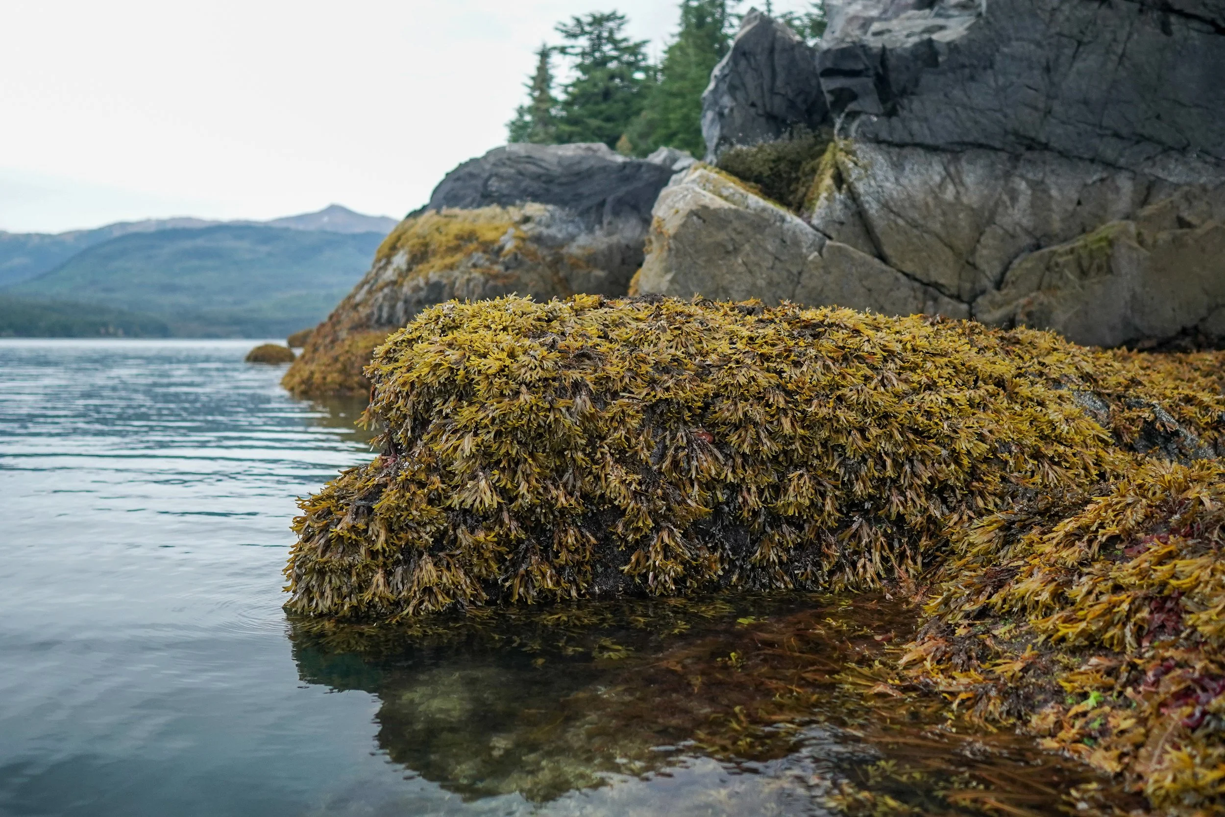 Healing Our Waters with Kelp: Indigenous Futurist Solutions for Mother ...