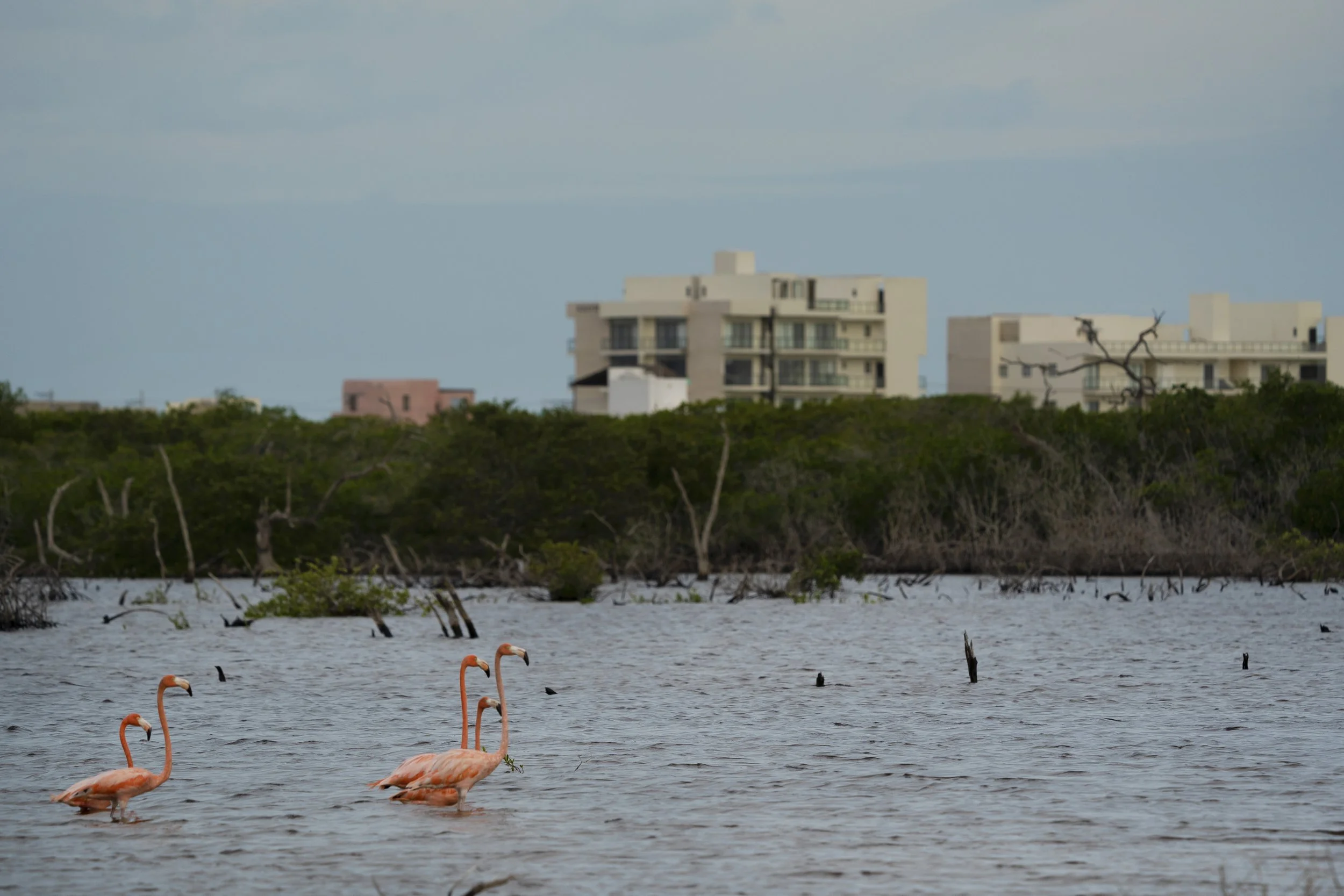 The Vanishing Wetlands of the Yucatán Peninsula — Photographers Without ...