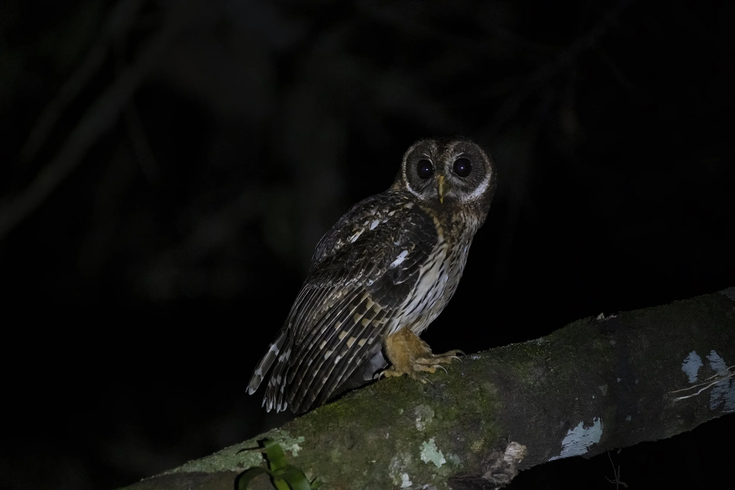 The Importance of Urban Owls—And Why We Need Them to Survive ...
