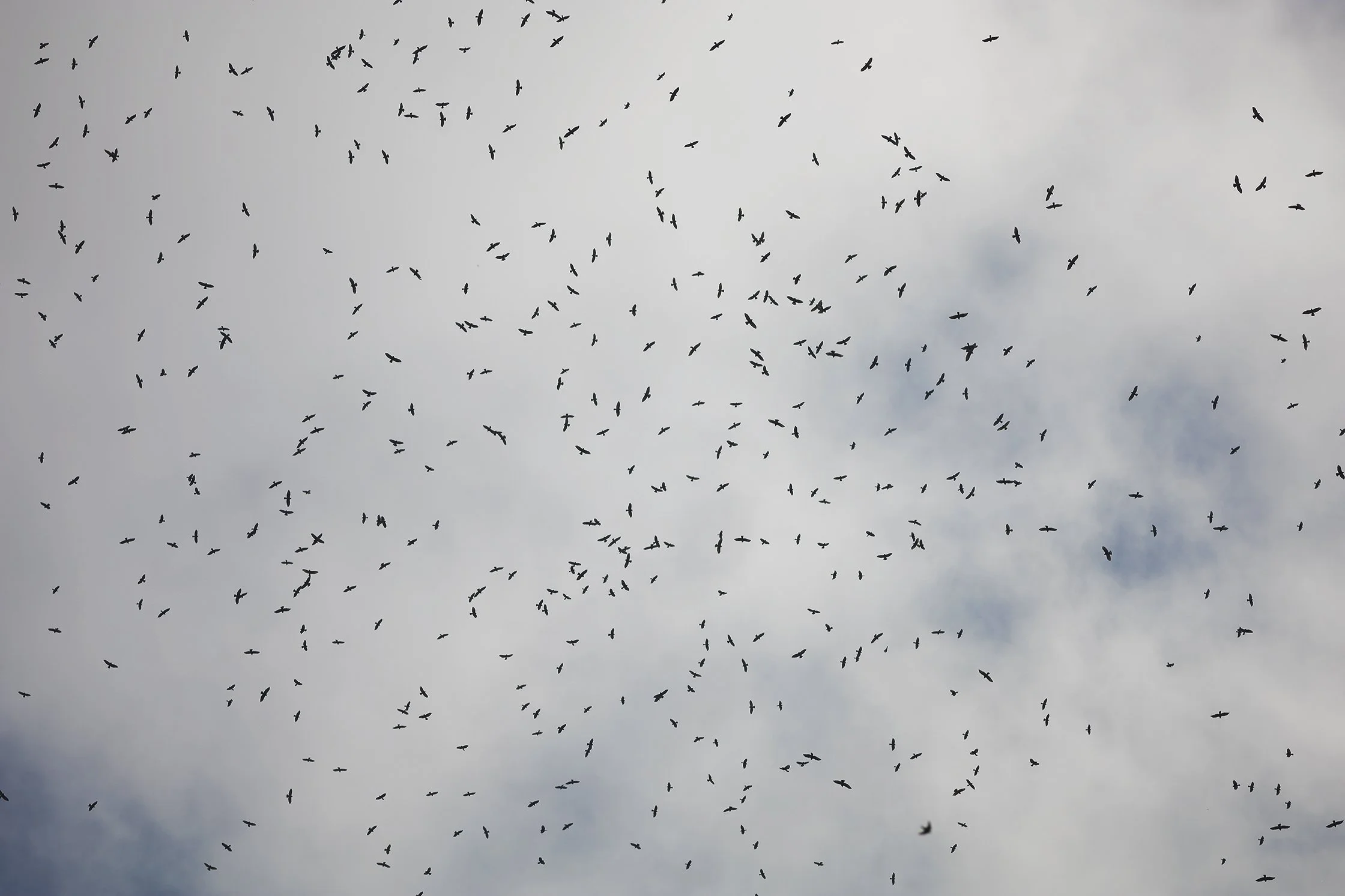 The Importance of Urban Owls—And Why We Need Them to Survive ...