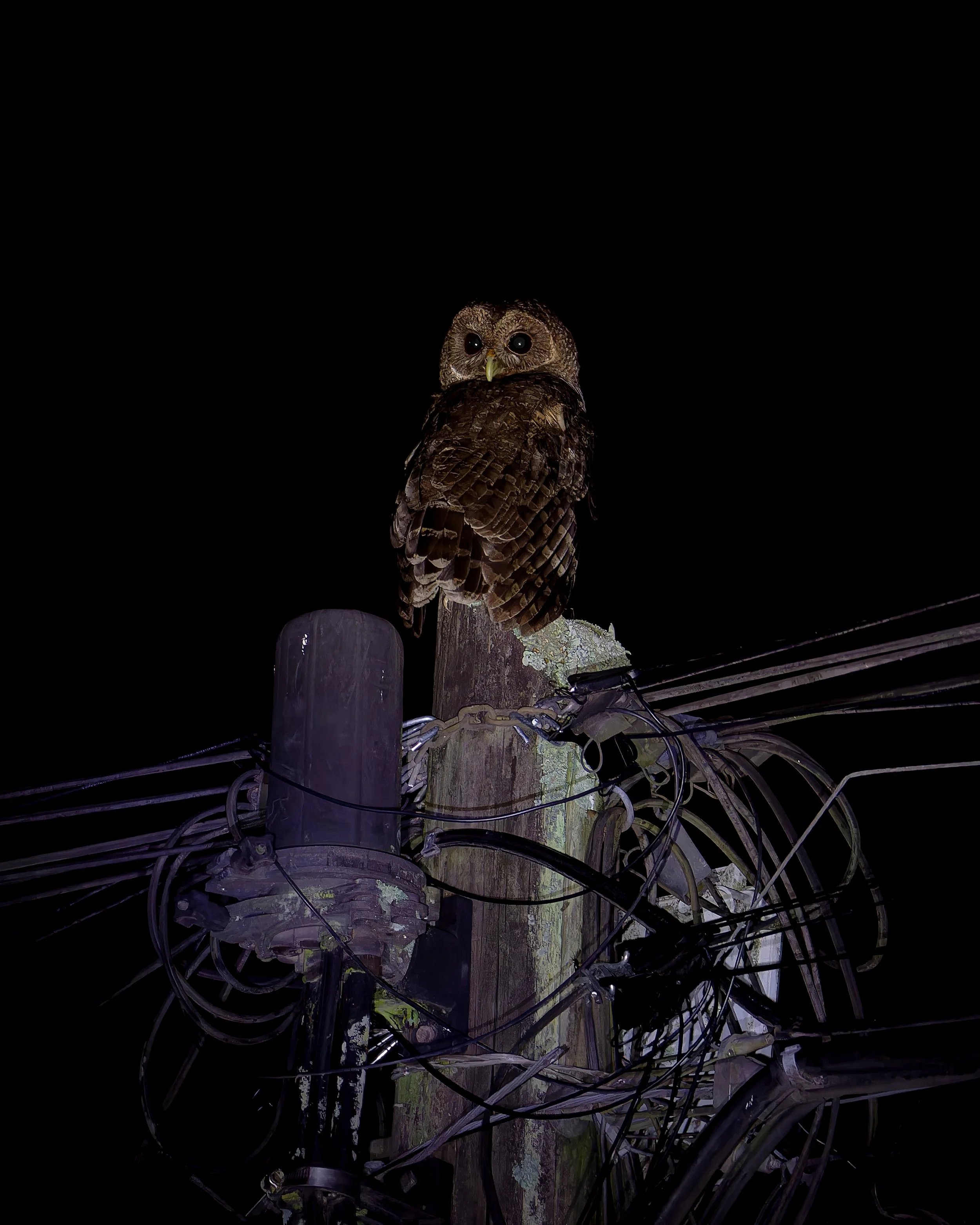 The Importance of Urban Owls—And Why We Need Them to Survive ...