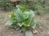 Groblad (Plantago major) — Charlottes Urtekosmetikk - økologisk ...