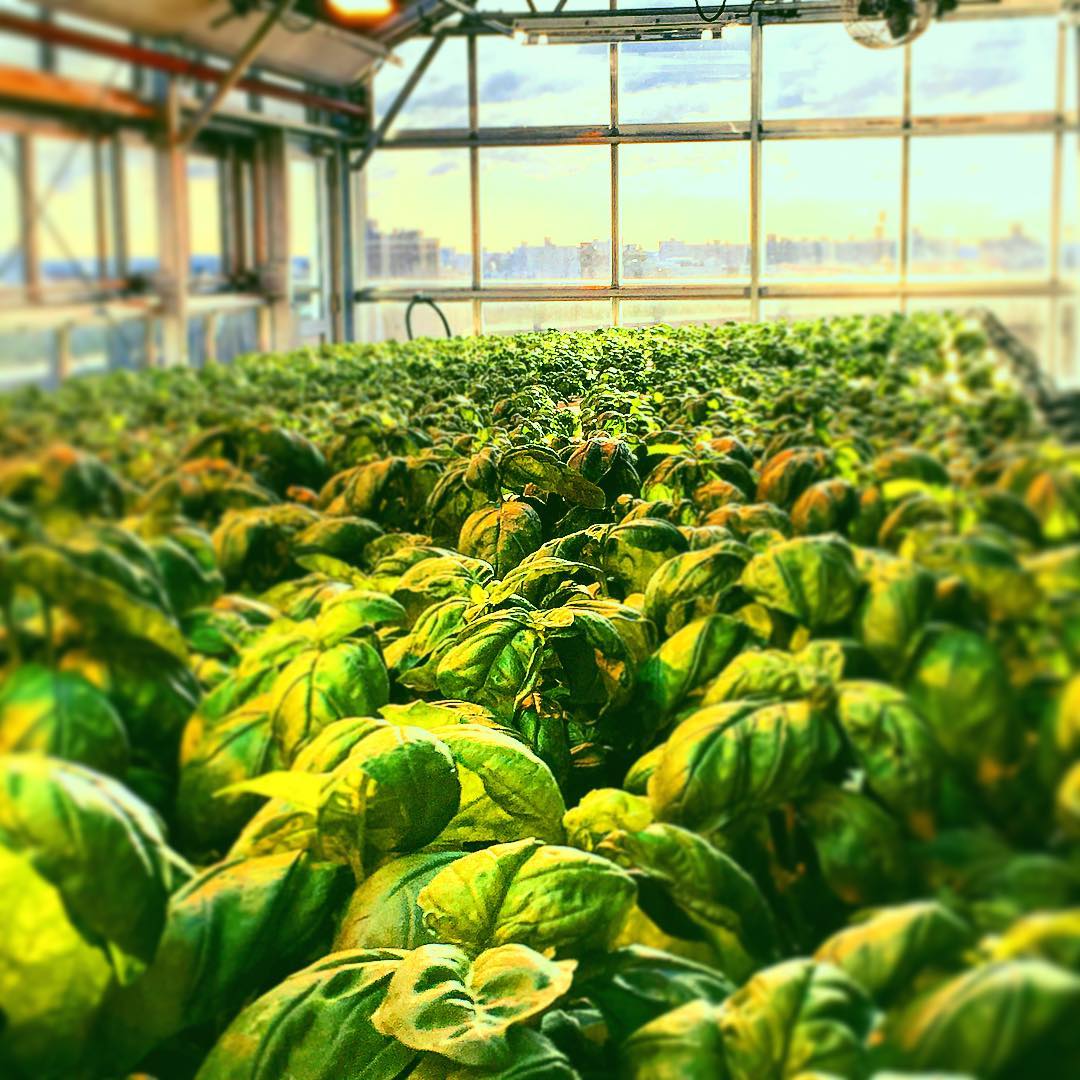 Sky Vegetables — The Online Farmers Market