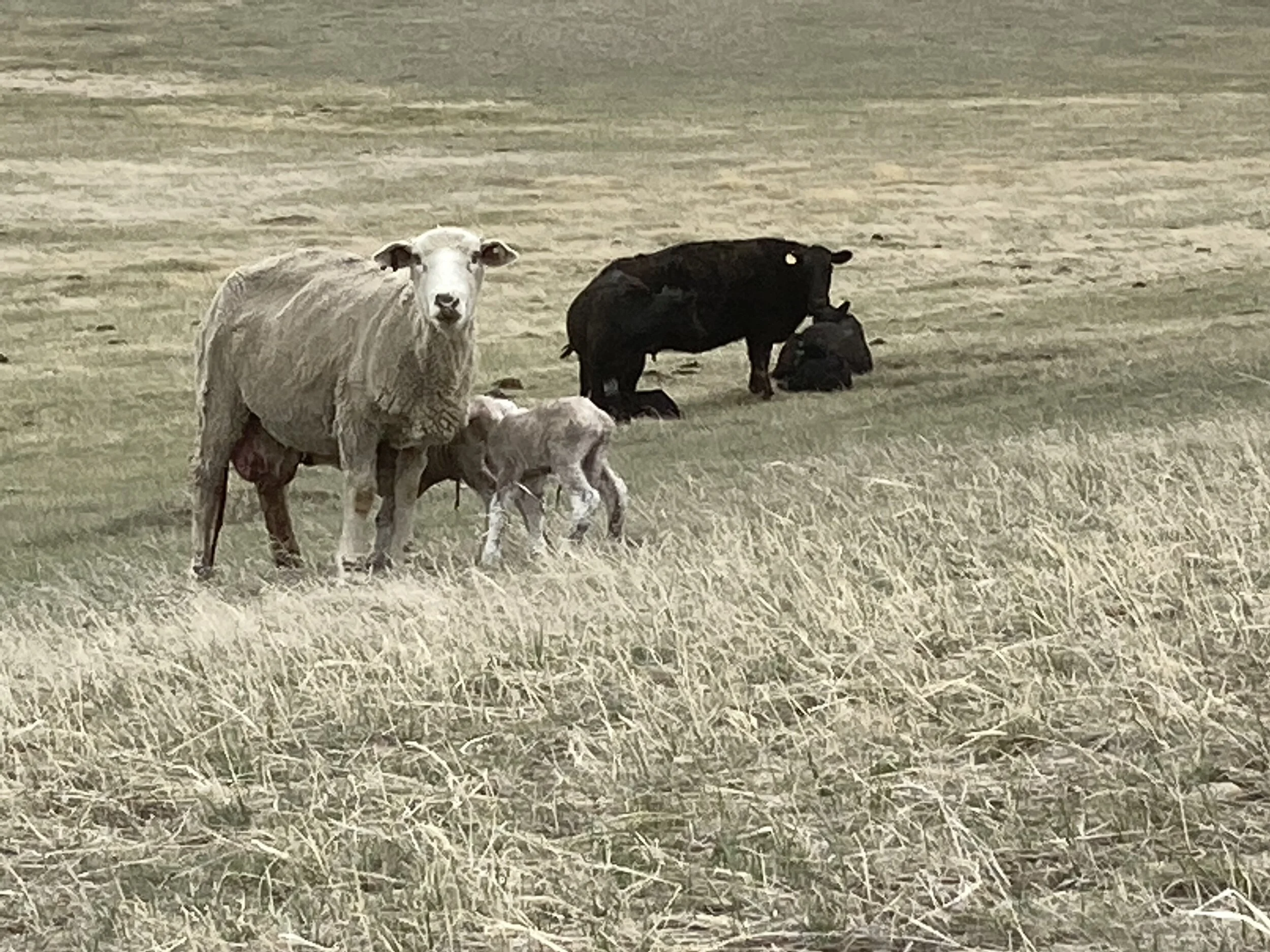 Ping Pong Lambing — A Land of Grass Ranch