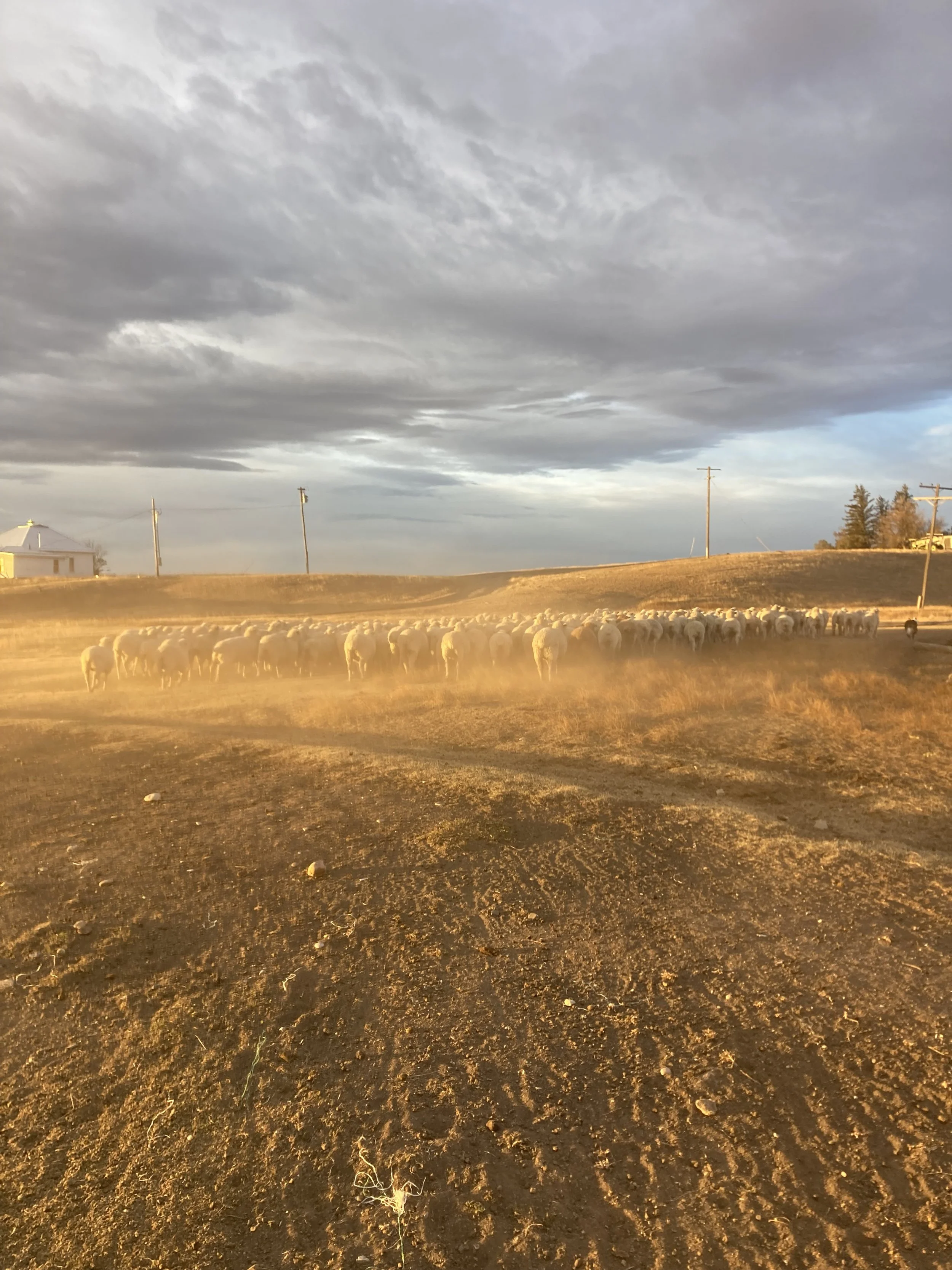 Characteristics of Sheep — A Land of Grass Ranch