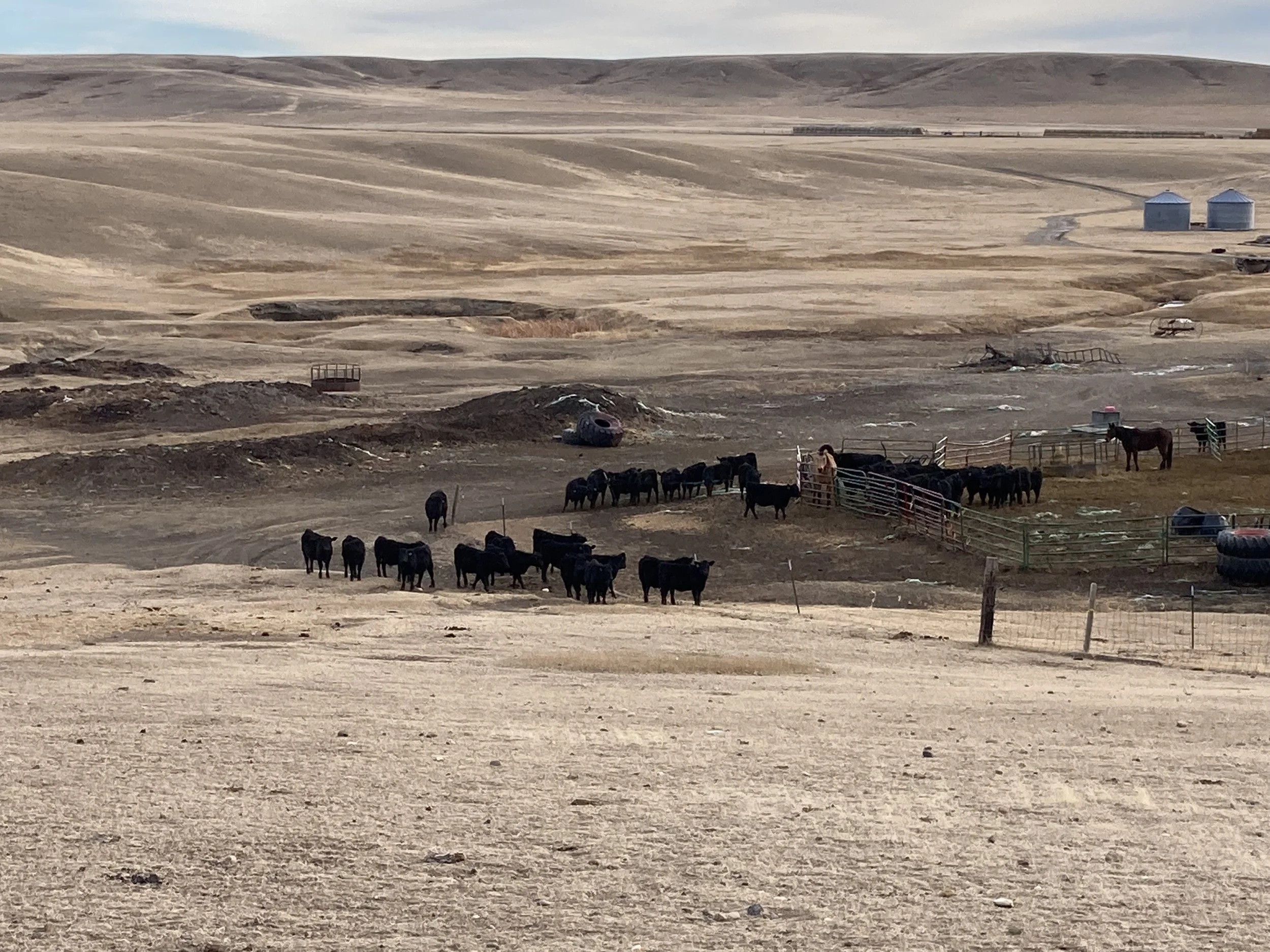Turning Out the Calves — A Land of Grass Ranch