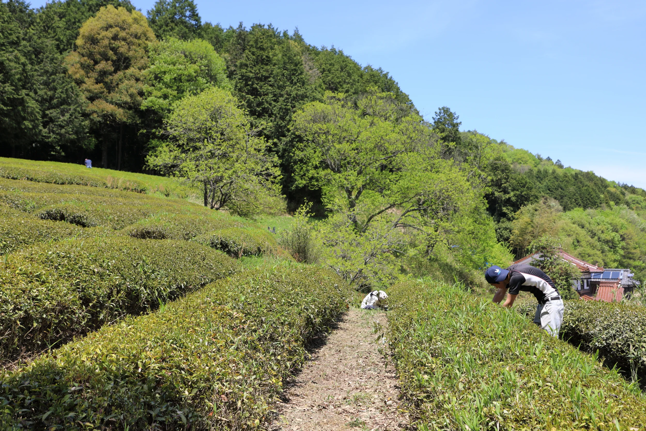 Tea Stand Gen — OISHI SO JAPAN