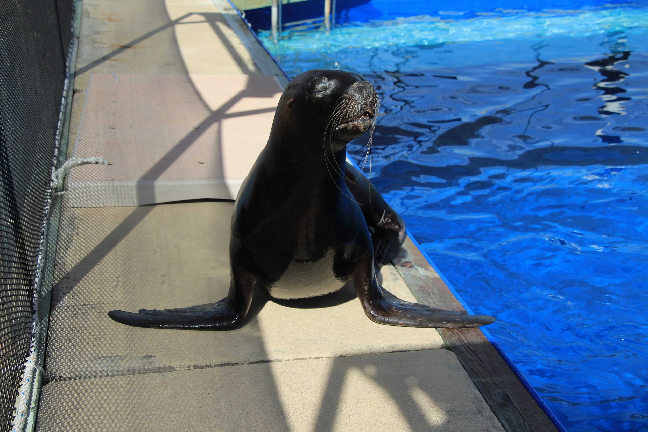 Sea Lions Swimming