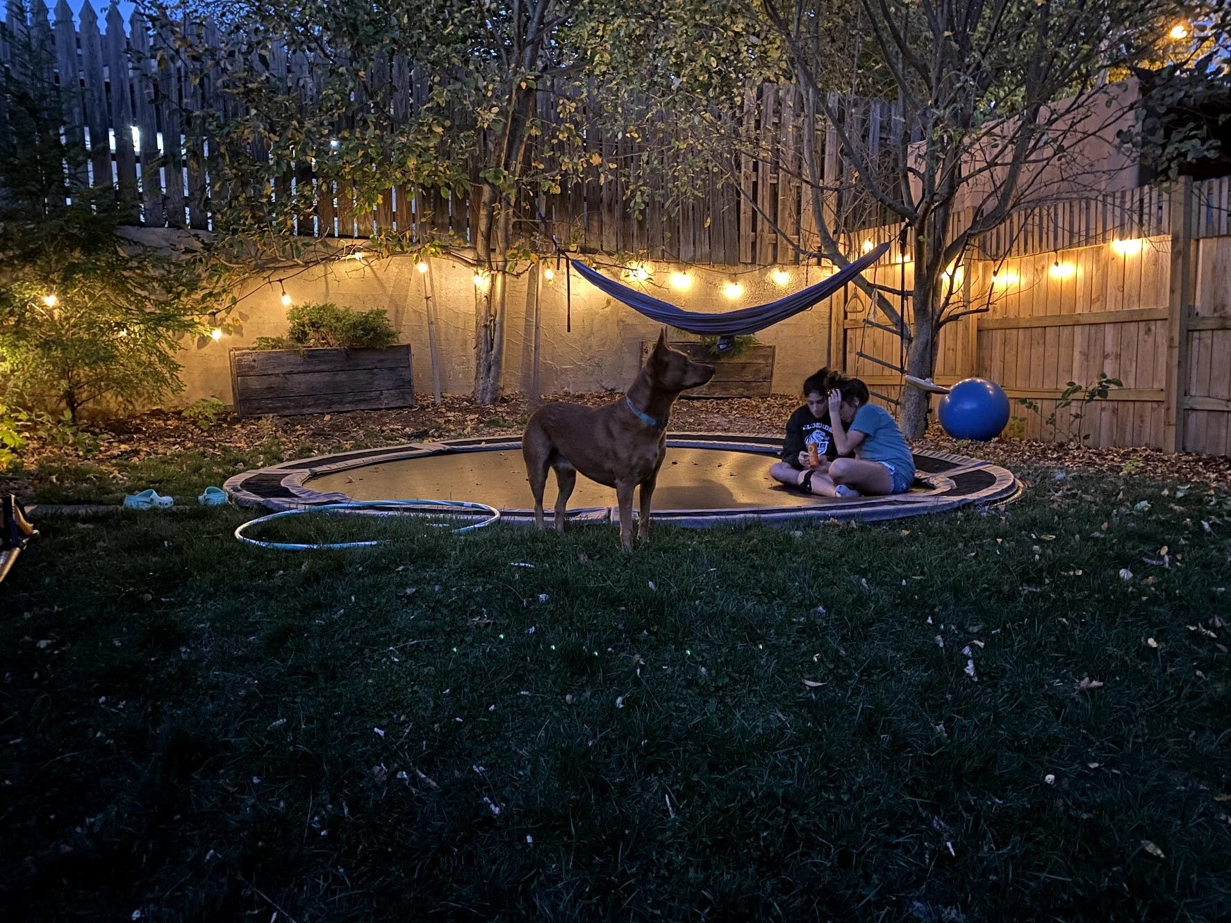 Project Gallery — Muffet Designs