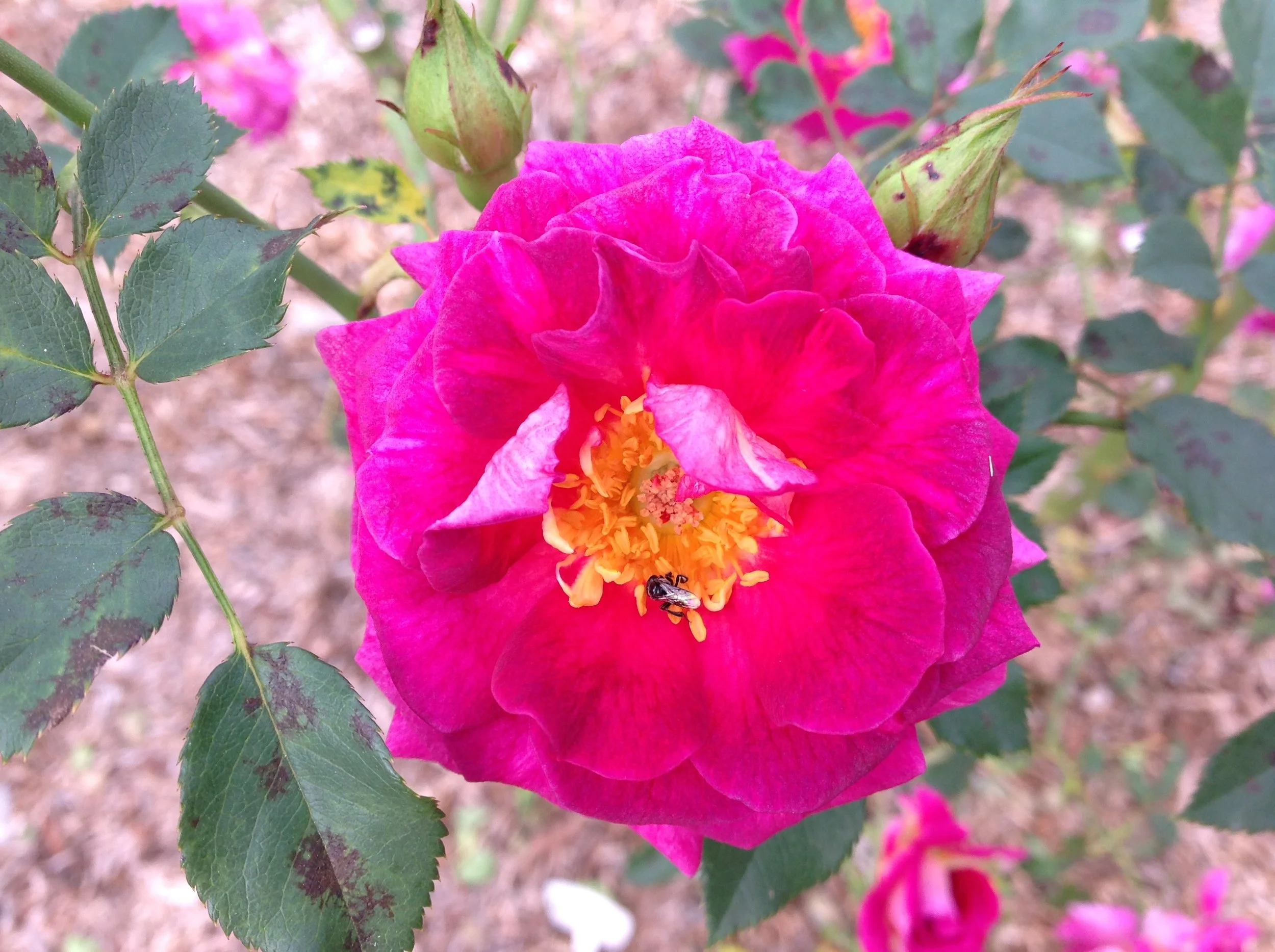 QLD State Rose Garden