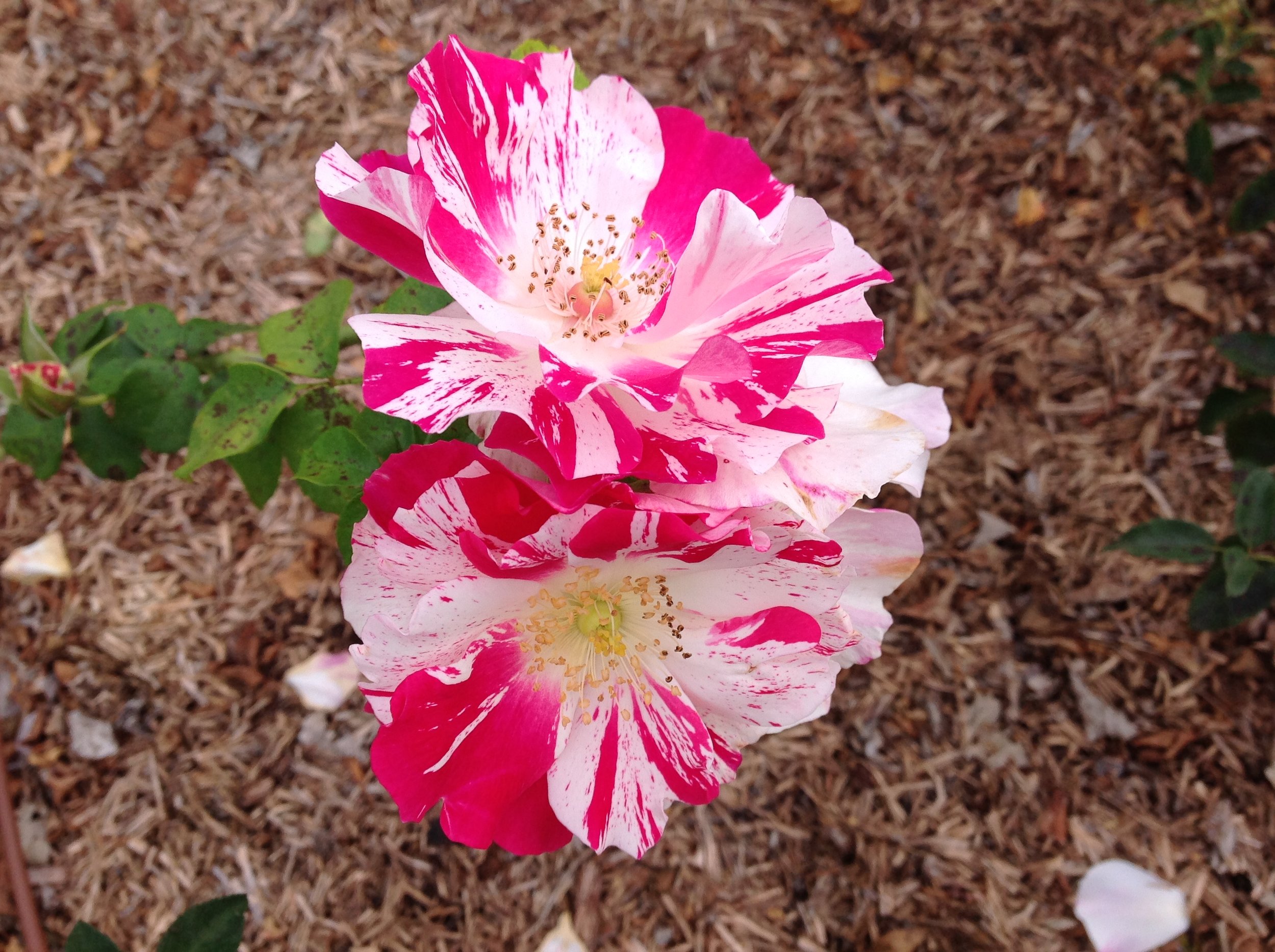 QLD State Rose Garden