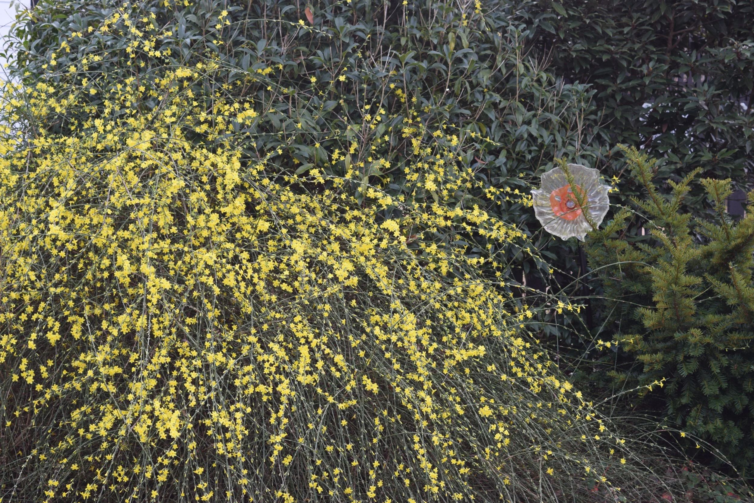 Growing Winter Jasmine — Brie Grows