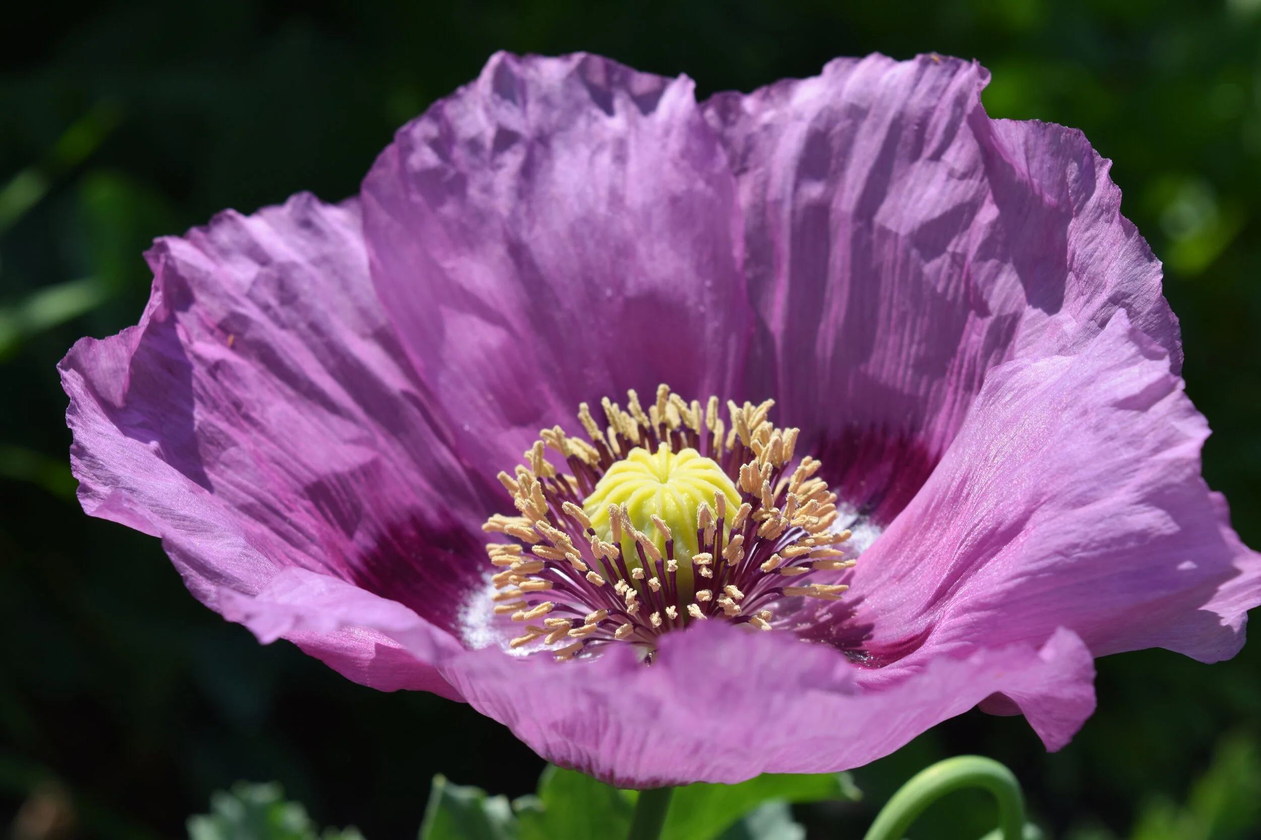 It is (finally) Poppy Season — Brie Grows