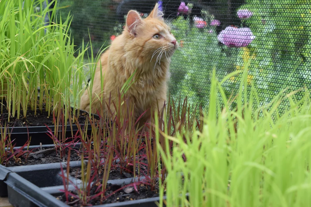 Growing Rice — Brie Grows